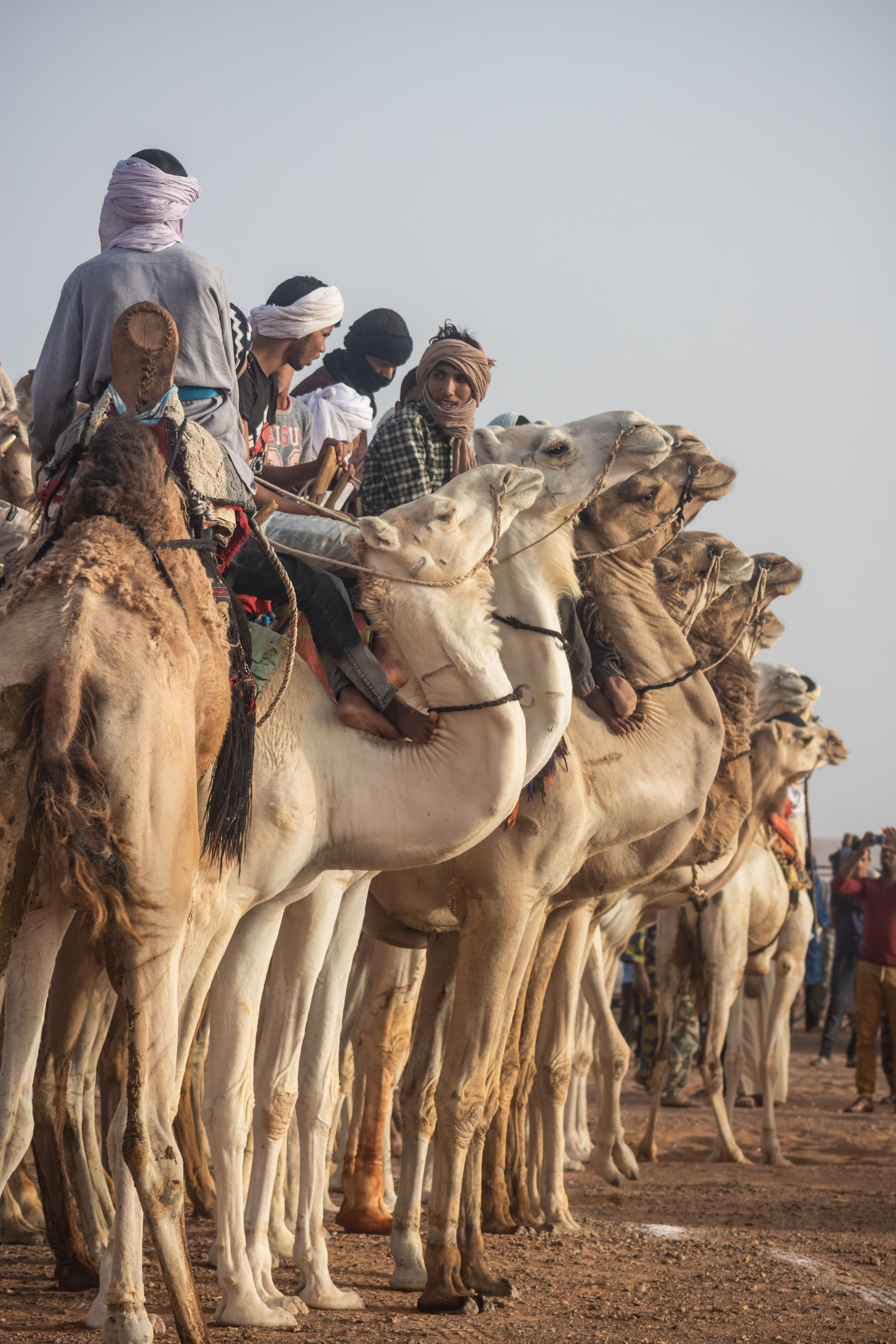 Line Of Camels Photos, Download The BEST Free Line Of Camels Stock ...