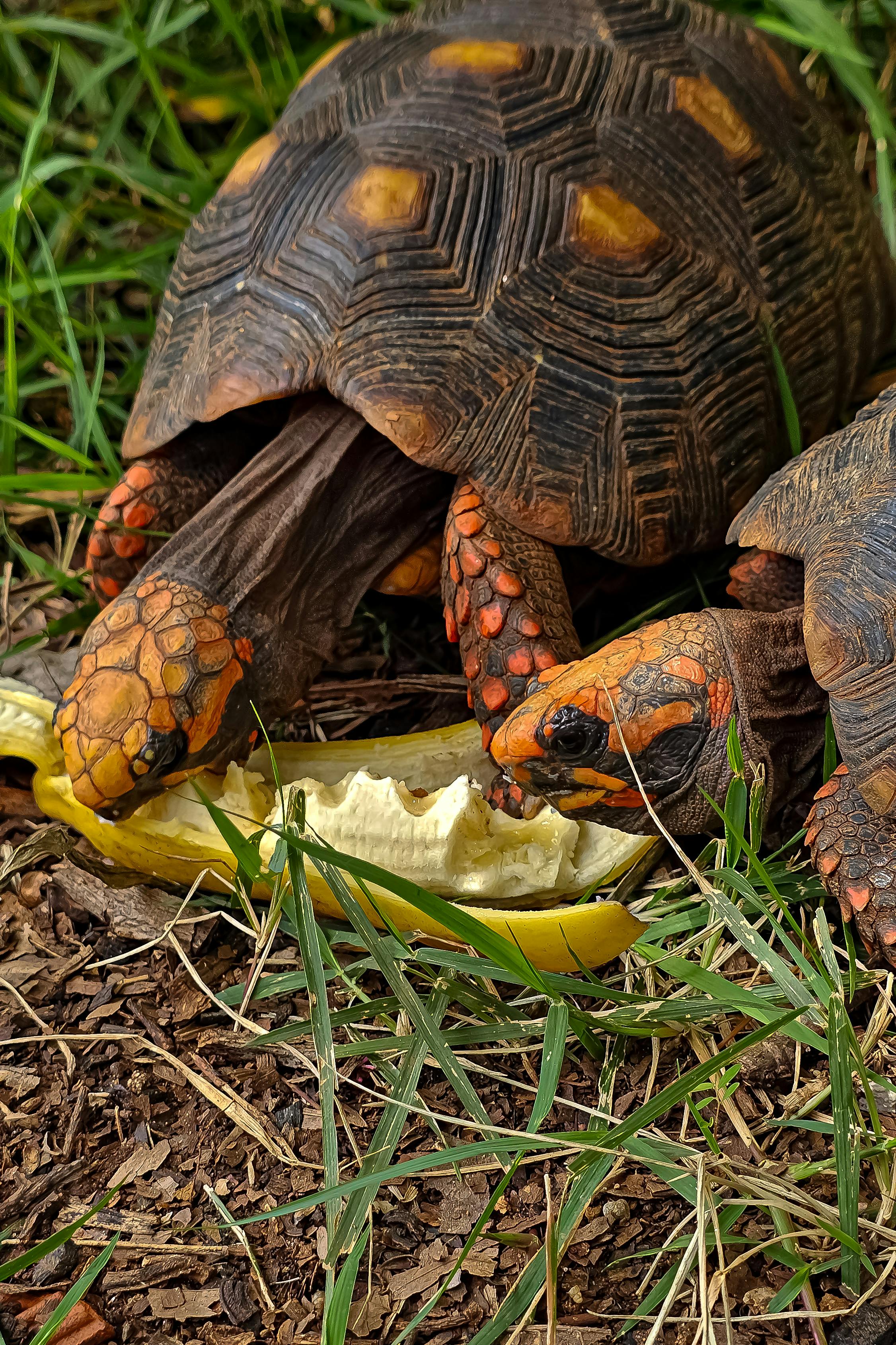 Red-footed Tortoise Feeding in Edéia · Free Stock Photo