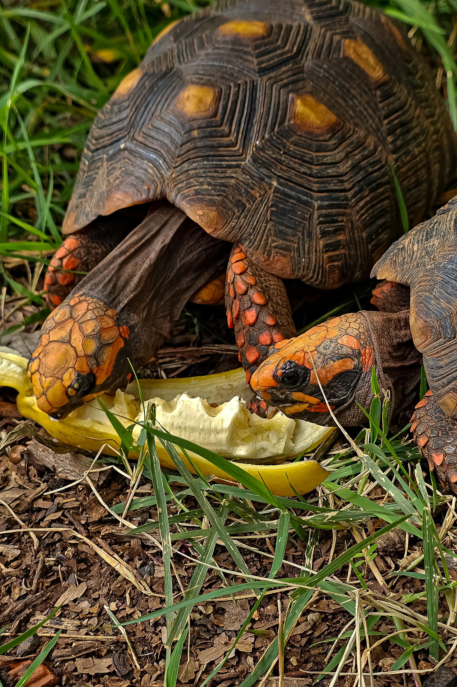 Tortoise Photos, Download The BEST Free Tortoise Stock Photos & HD Images