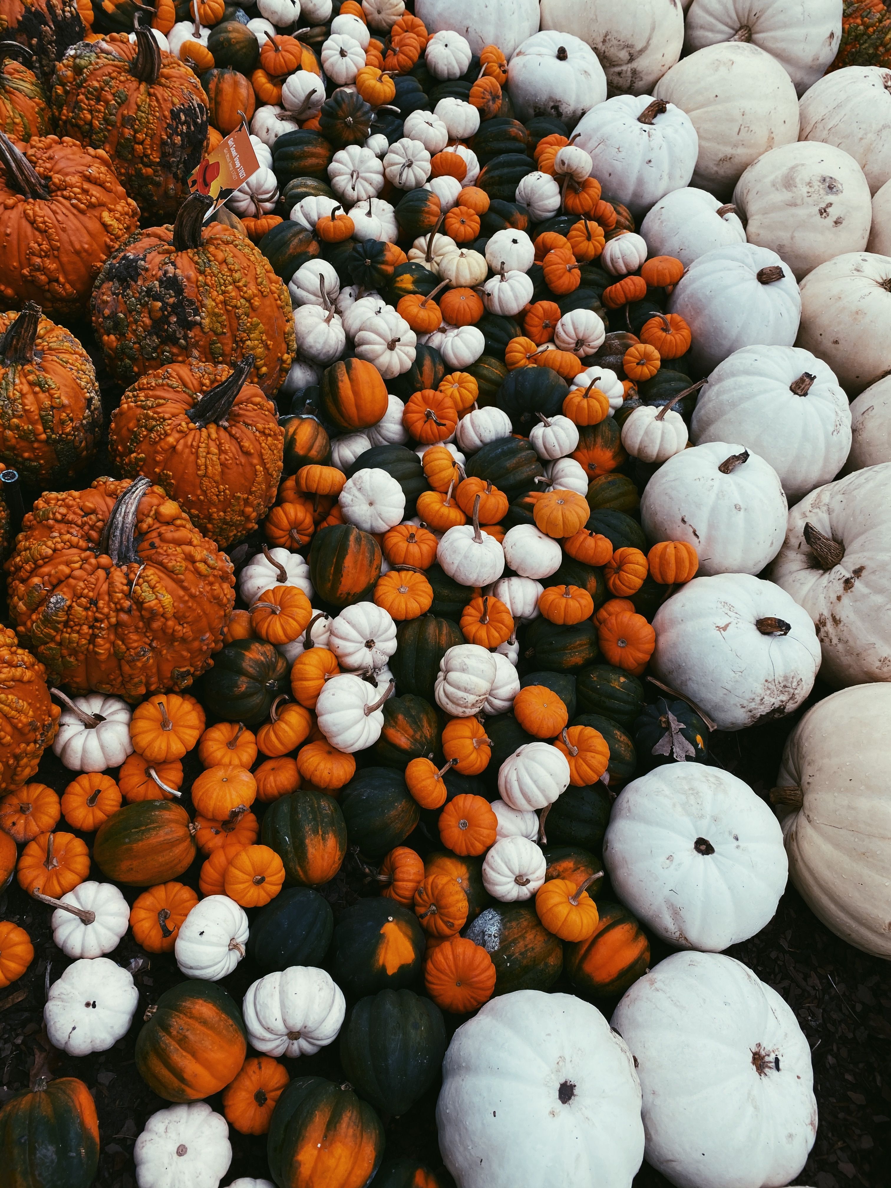 Colorful Harvest of Pumpkins in Florida · Free Stock Photo