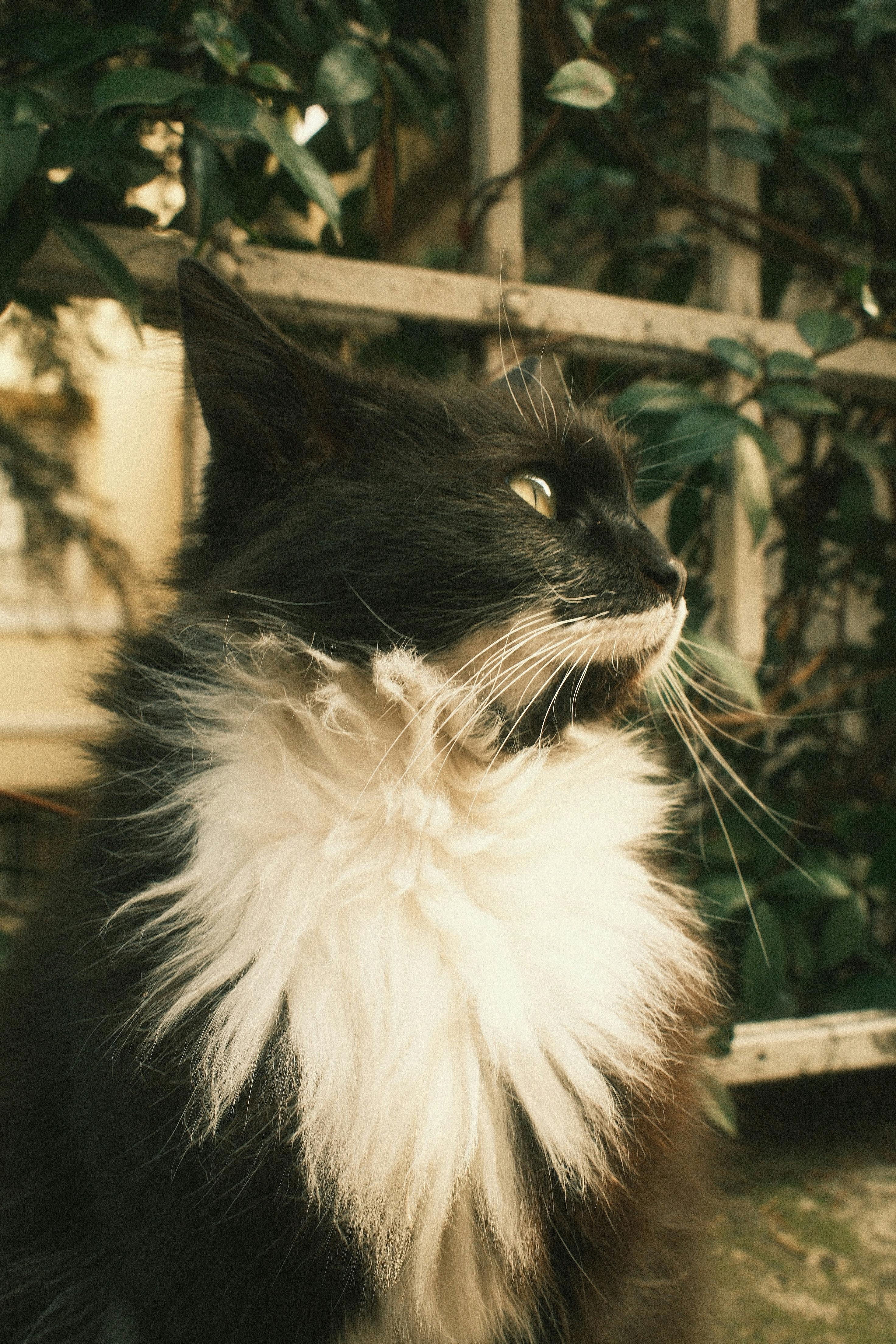 Majestic Black and White Cat in Bursa Garden · Free Stock Photo