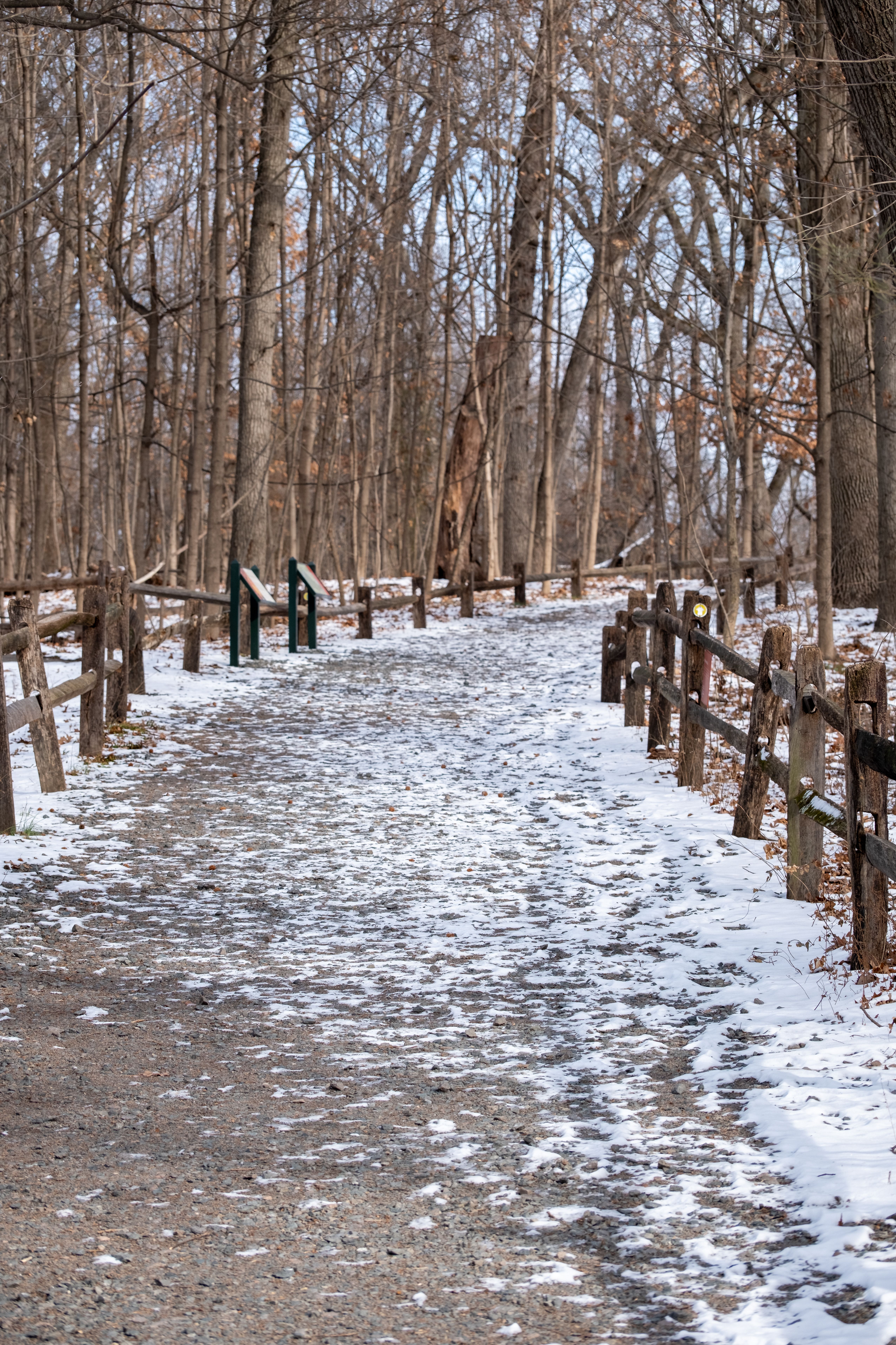 Serene Winter Path Through Snowy Woods · Free Stock Photo
