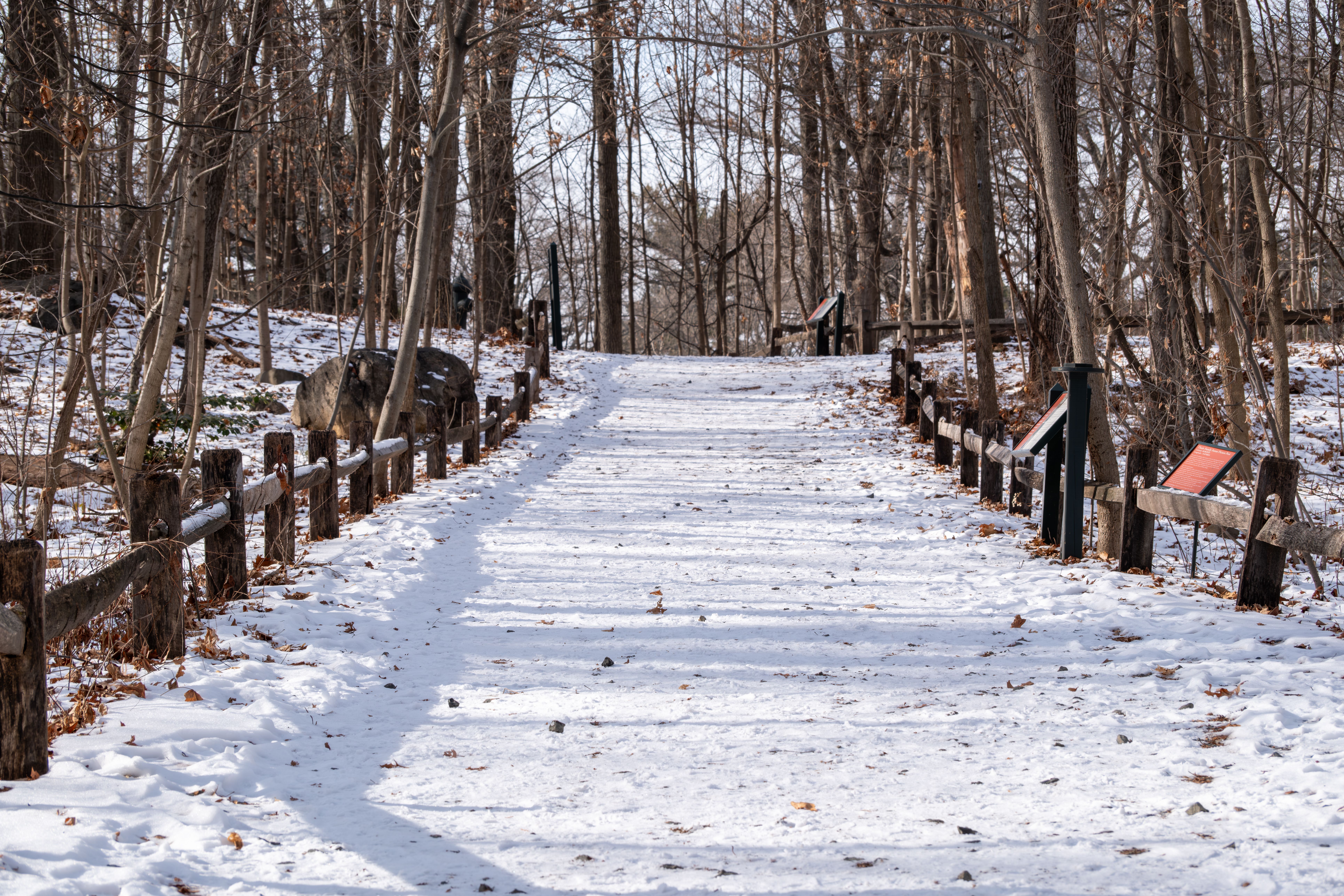 Winter Forest Trail at New York Botanical Garden · Free Stock Photo