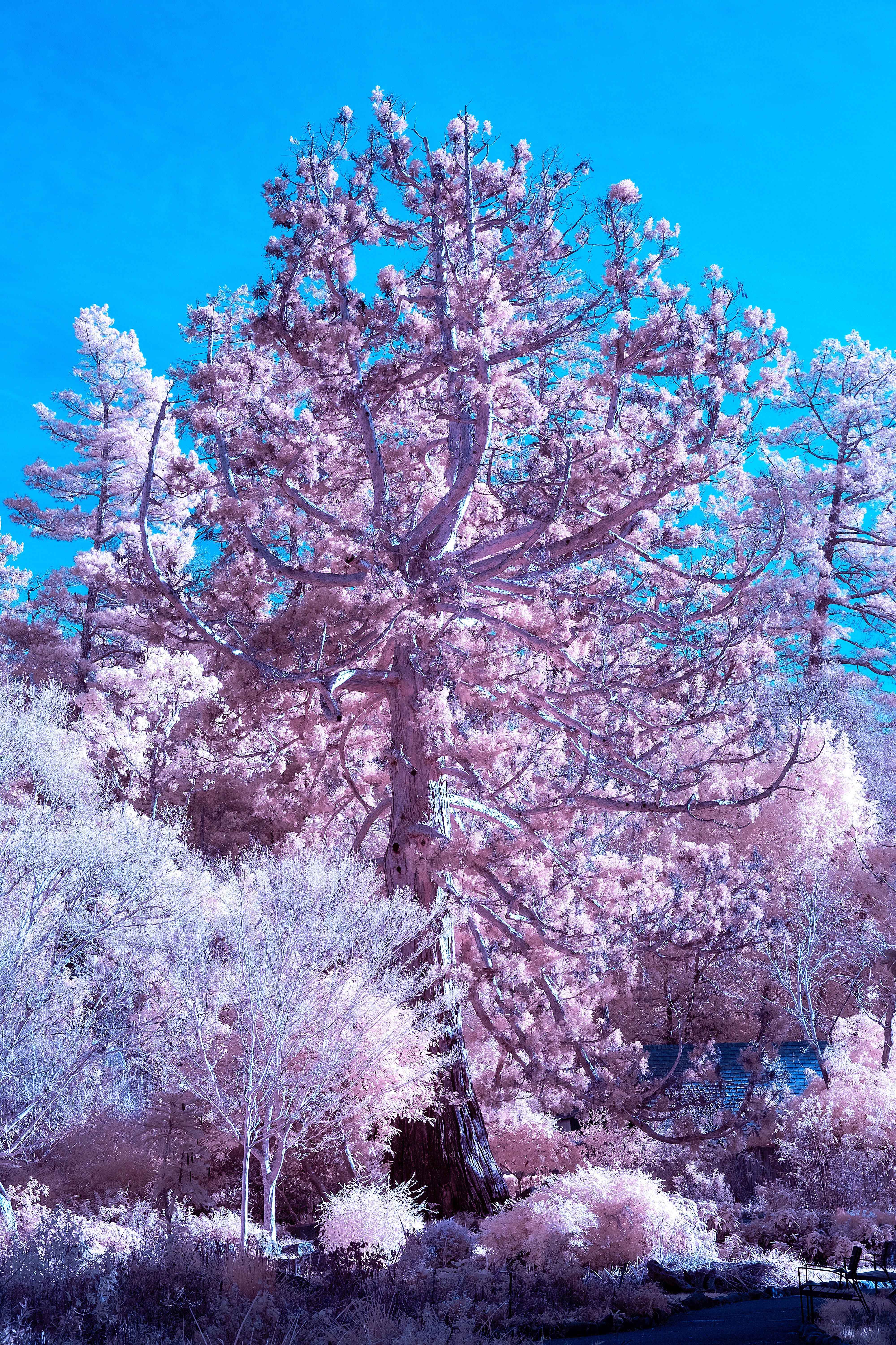 Ethereal Pink Forest in Infrared Light · Free Stock Photo