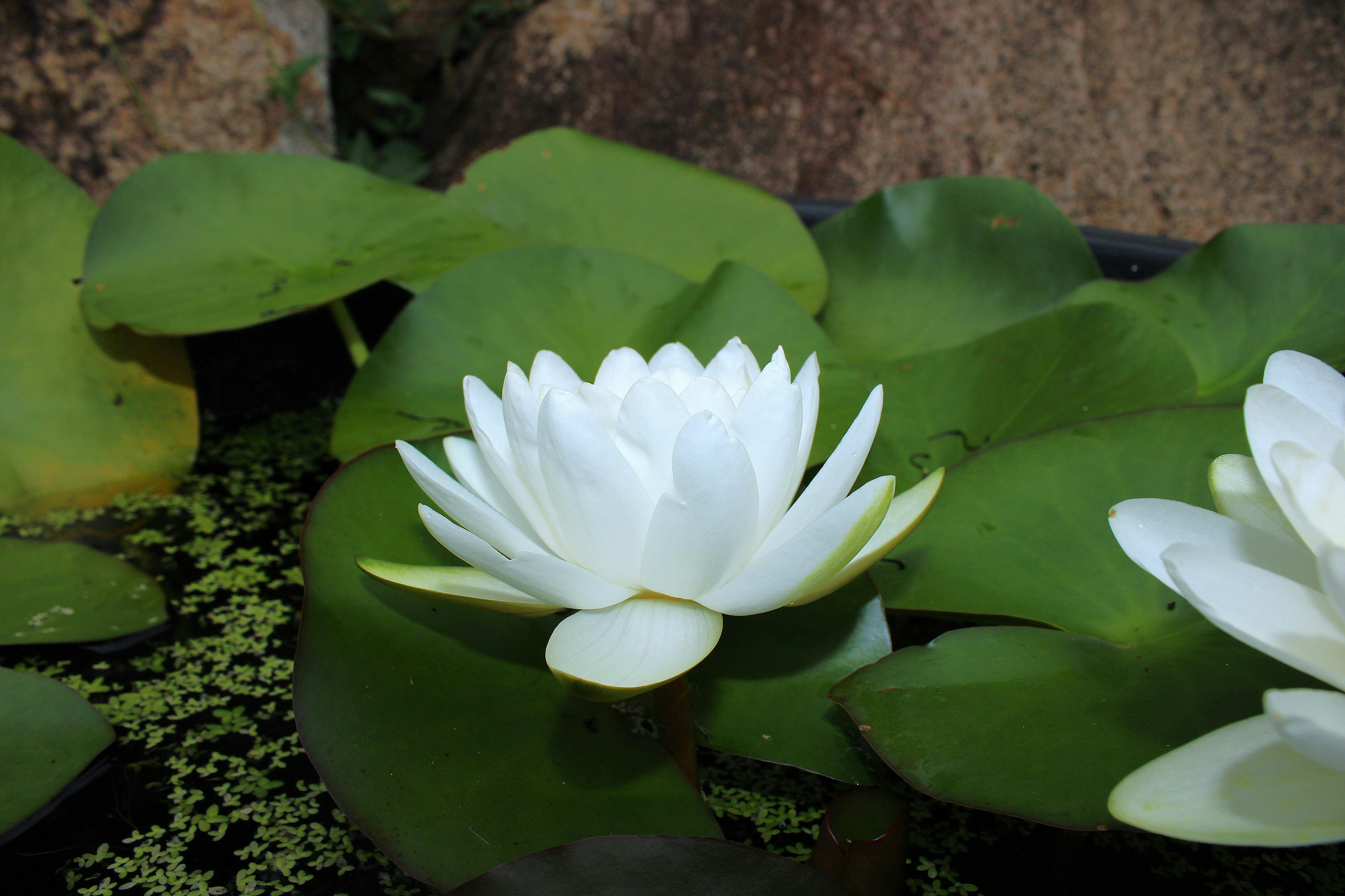 White Lotus Flower on Lily Pad in Tranquil Pond · Free Stock Photo