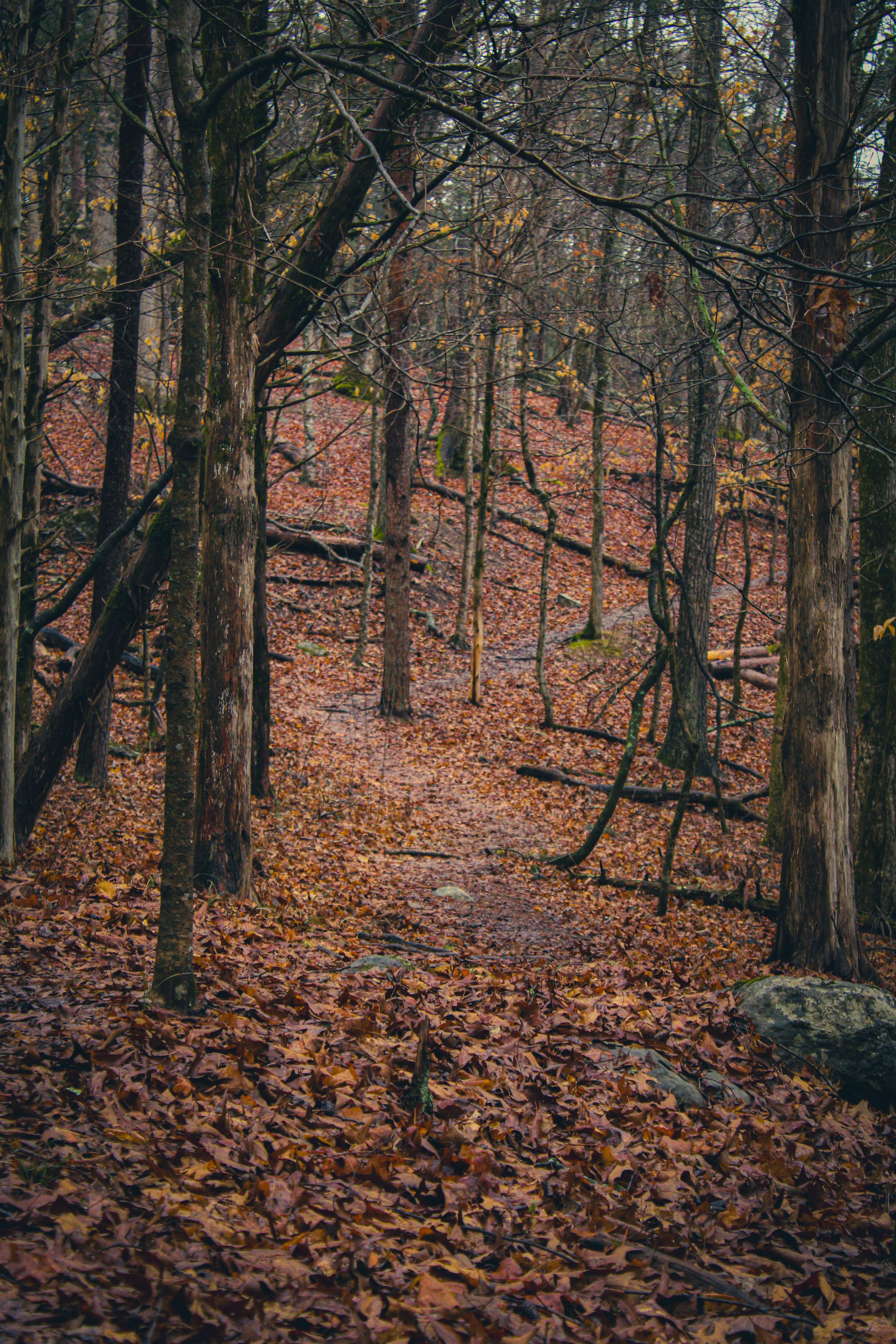 Scenic Autumn Forest Trail in East Tennessee · Free Stock Photo