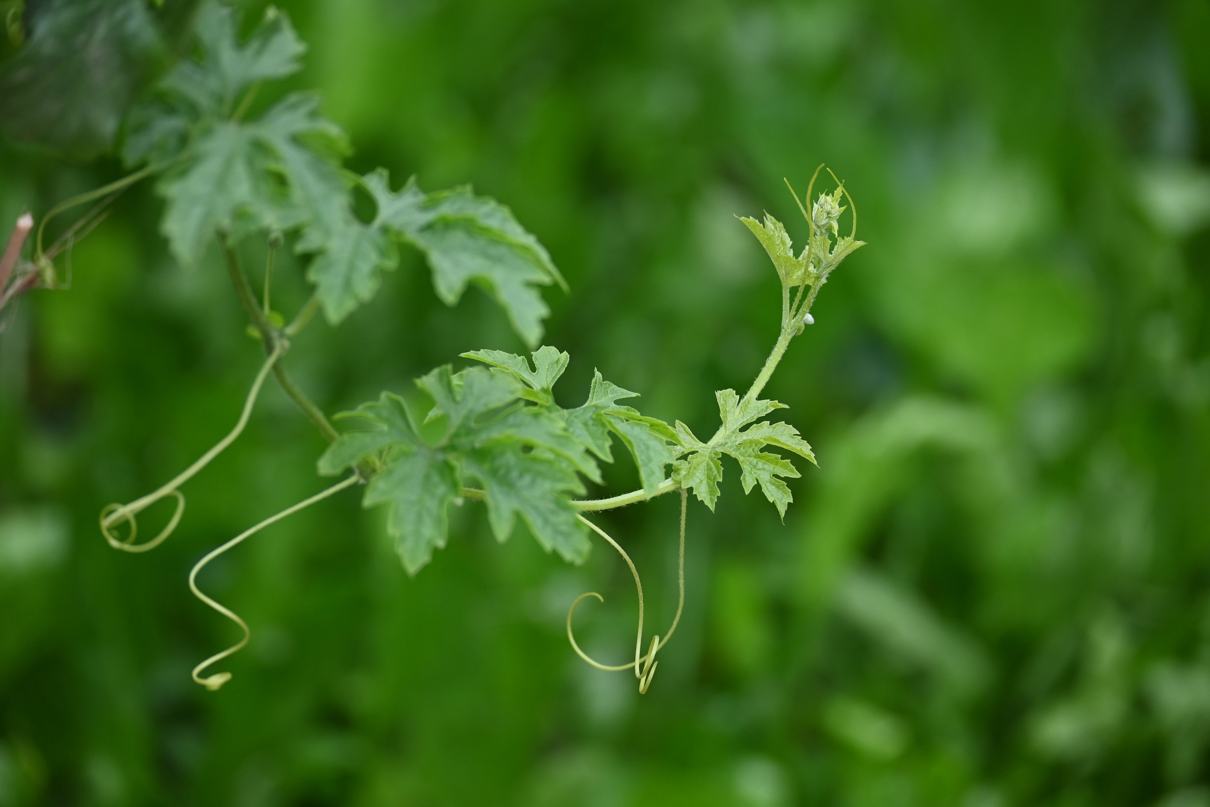 Close-Up of Fresh Green Vine Leaves in Nature · Free Stock Photo
