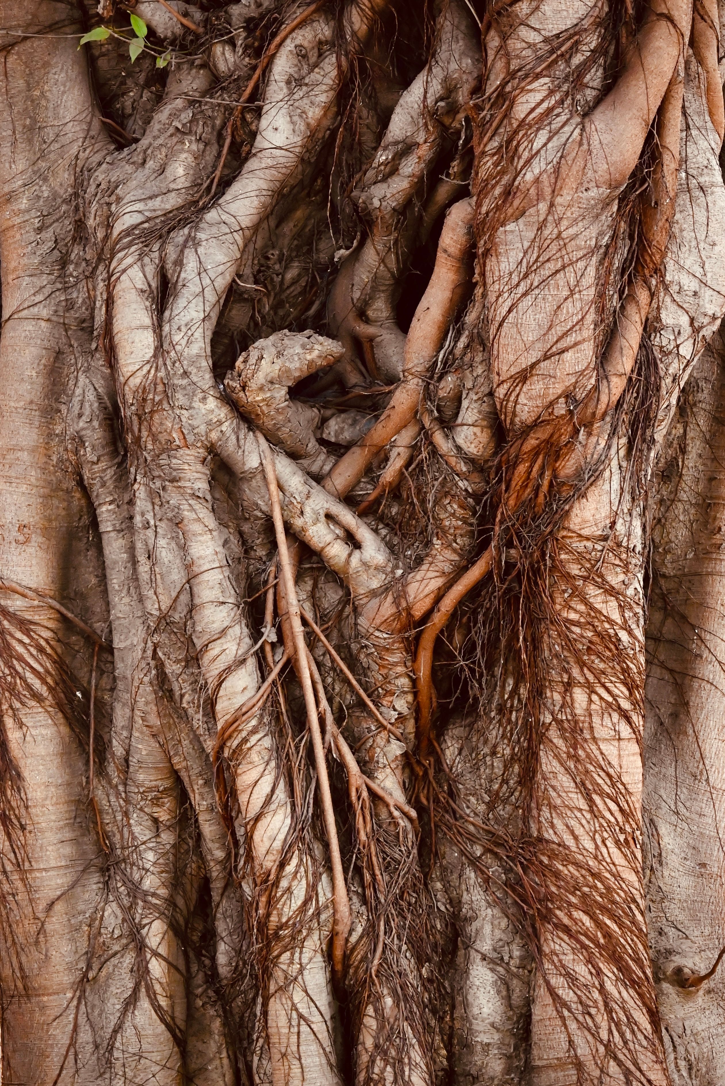 Close-up of Intricate Tree Bark and Roots · Free Stock Photo