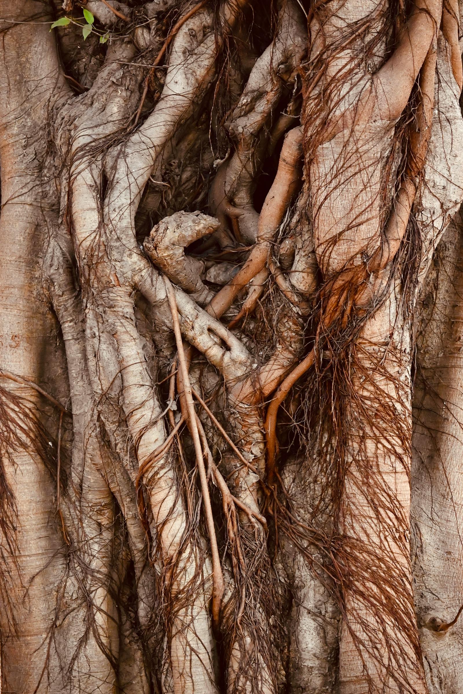 Plant Roots Photos, Download The BEST Free Plant Roots Stock Photos ...