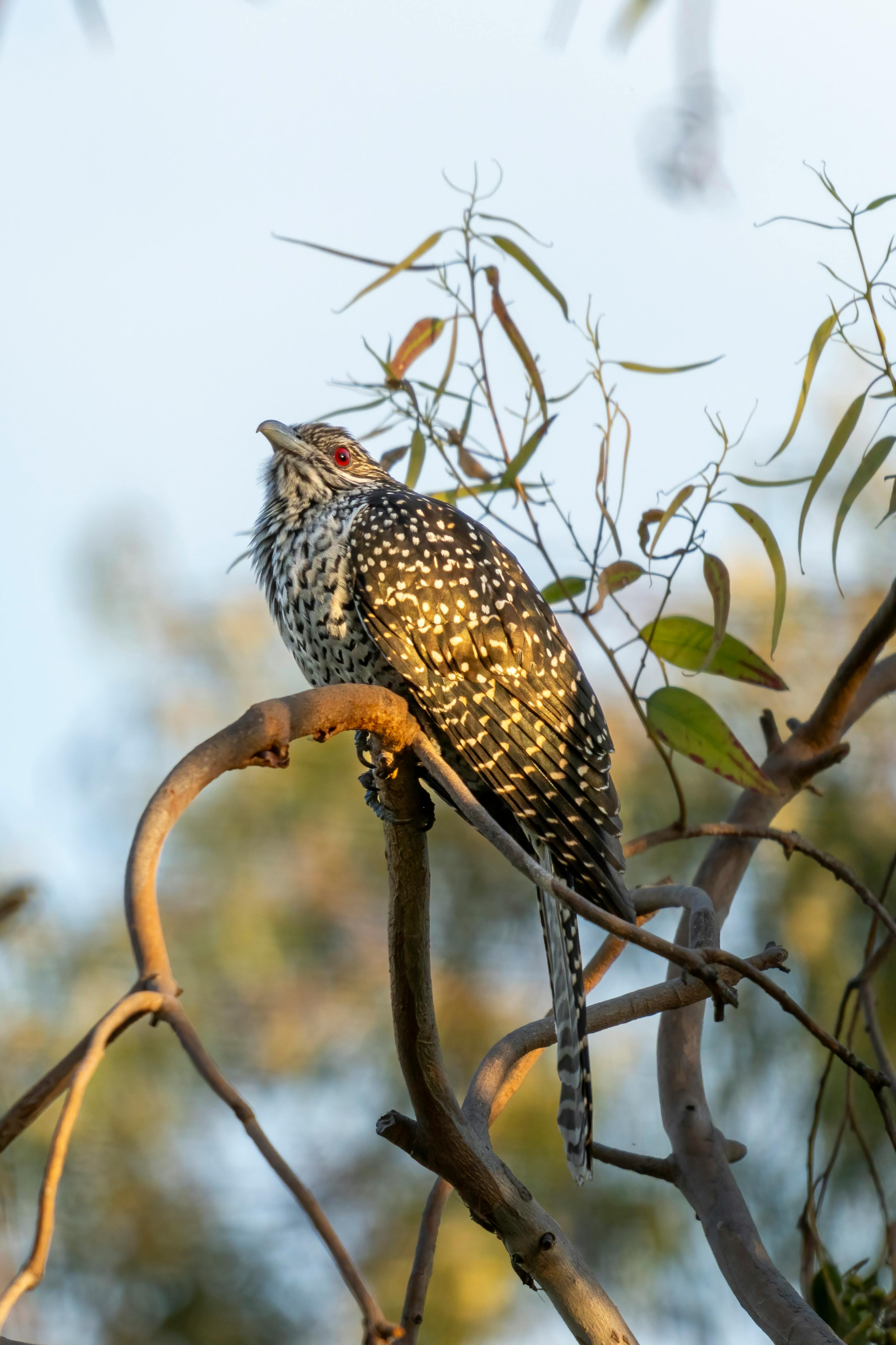 Asian Koel Bird Photos, Download The BEST Free Asian Koel Bird Stock ...