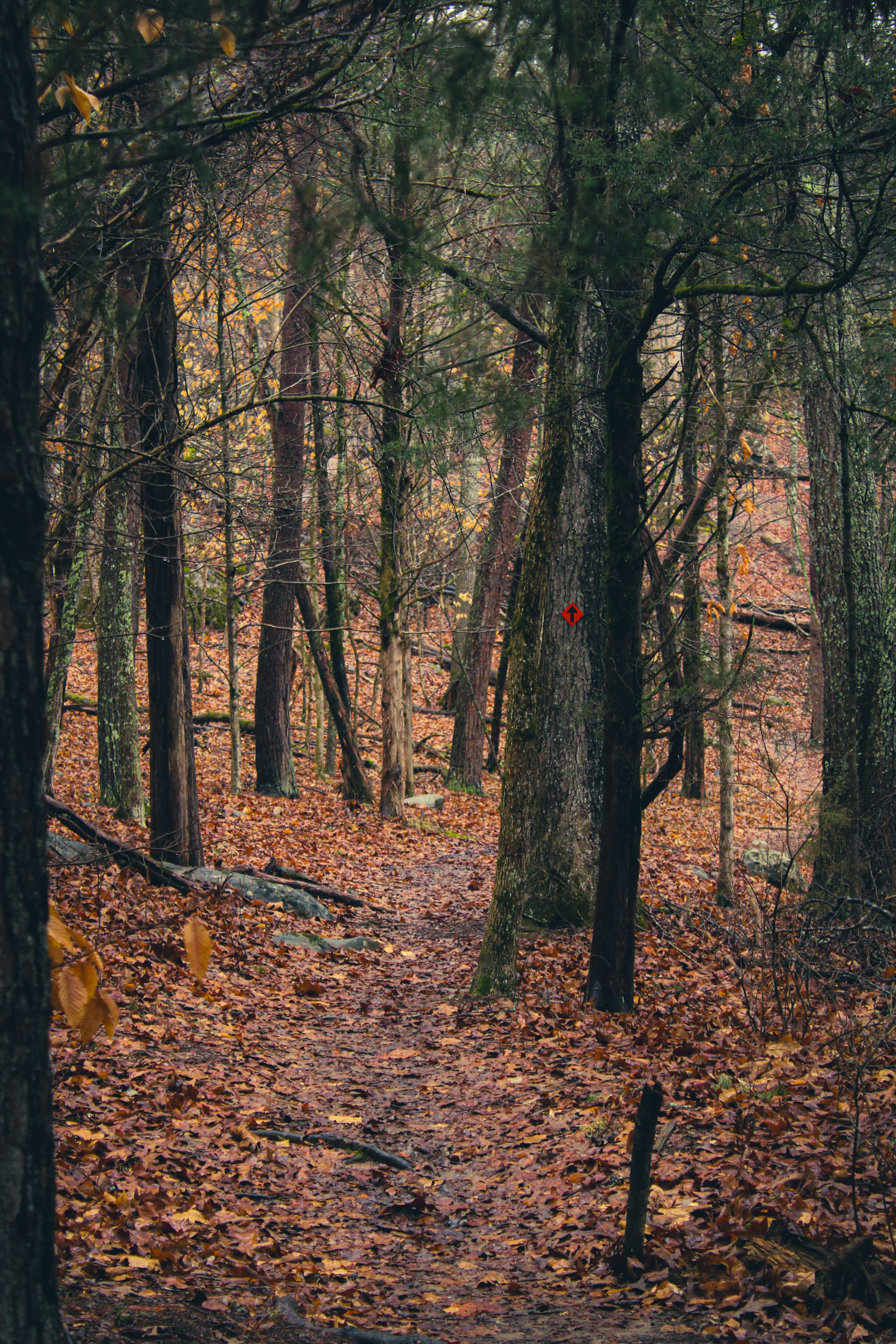 Forest Pathway with Autumn Leaves in East Tennessee · Free Stock Photo