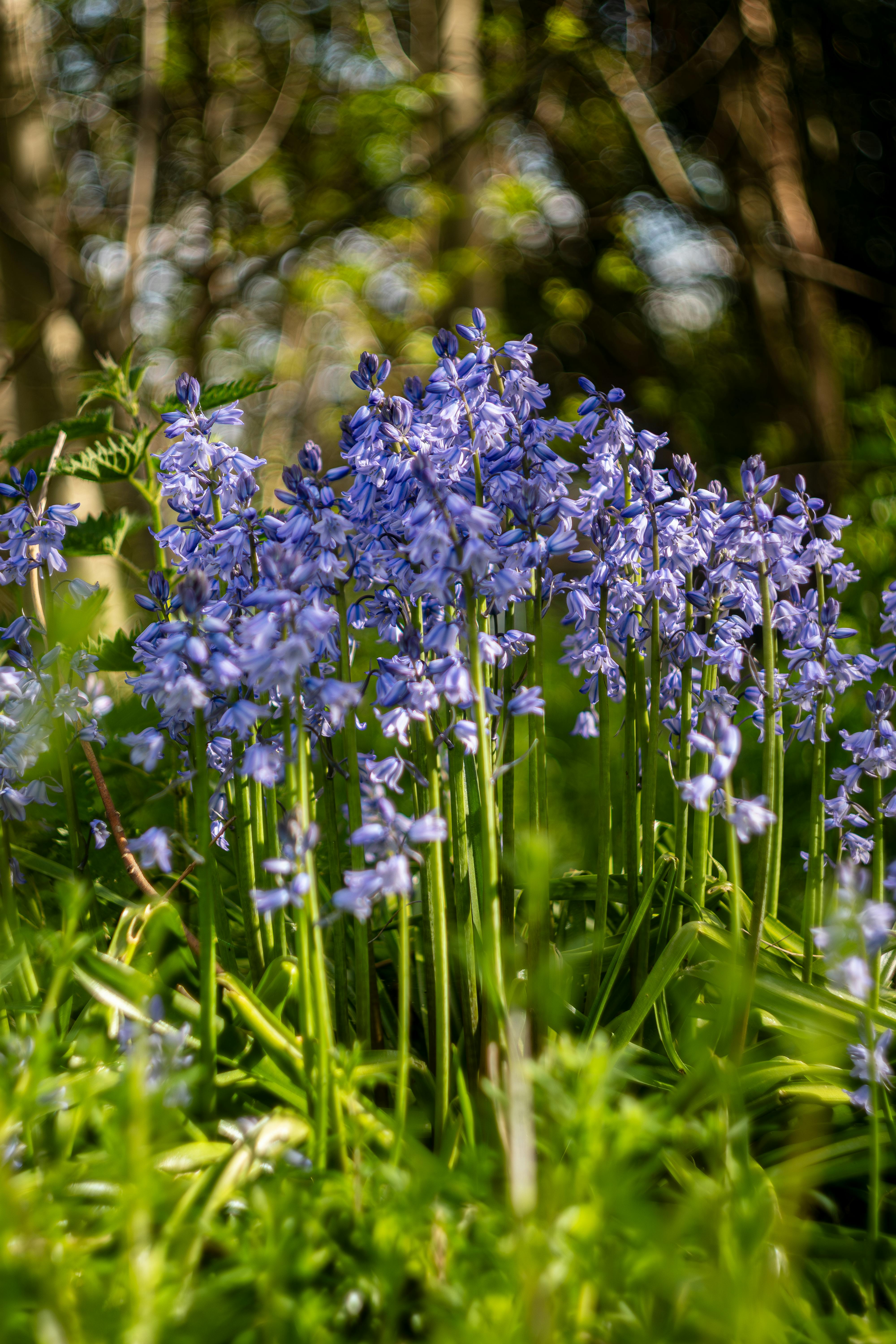 Beautiful Bluebell Flowers in Springtime Forest · Free Stock Photo