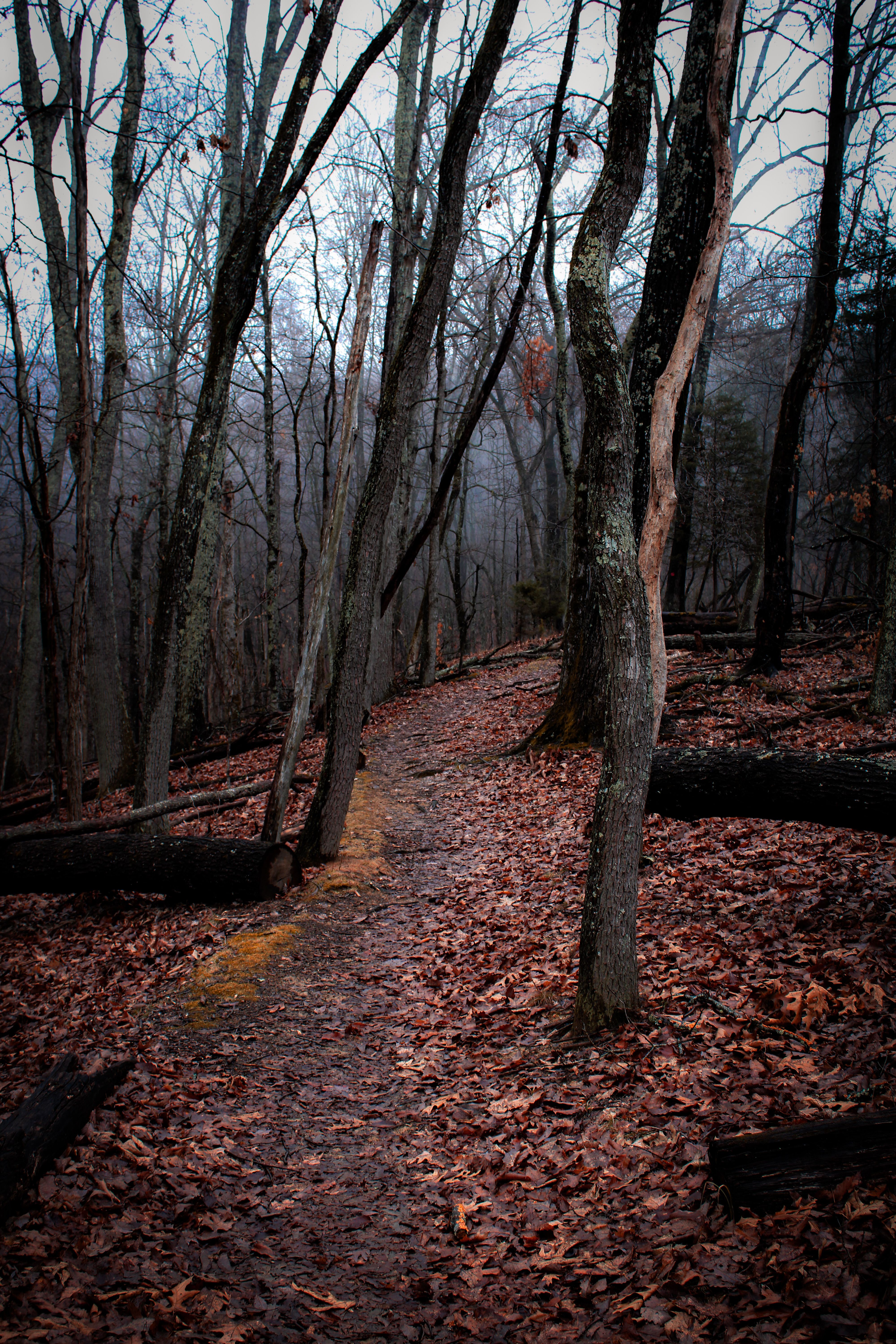 Moody Foggy Forest Path in Fall · Free Stock Photo