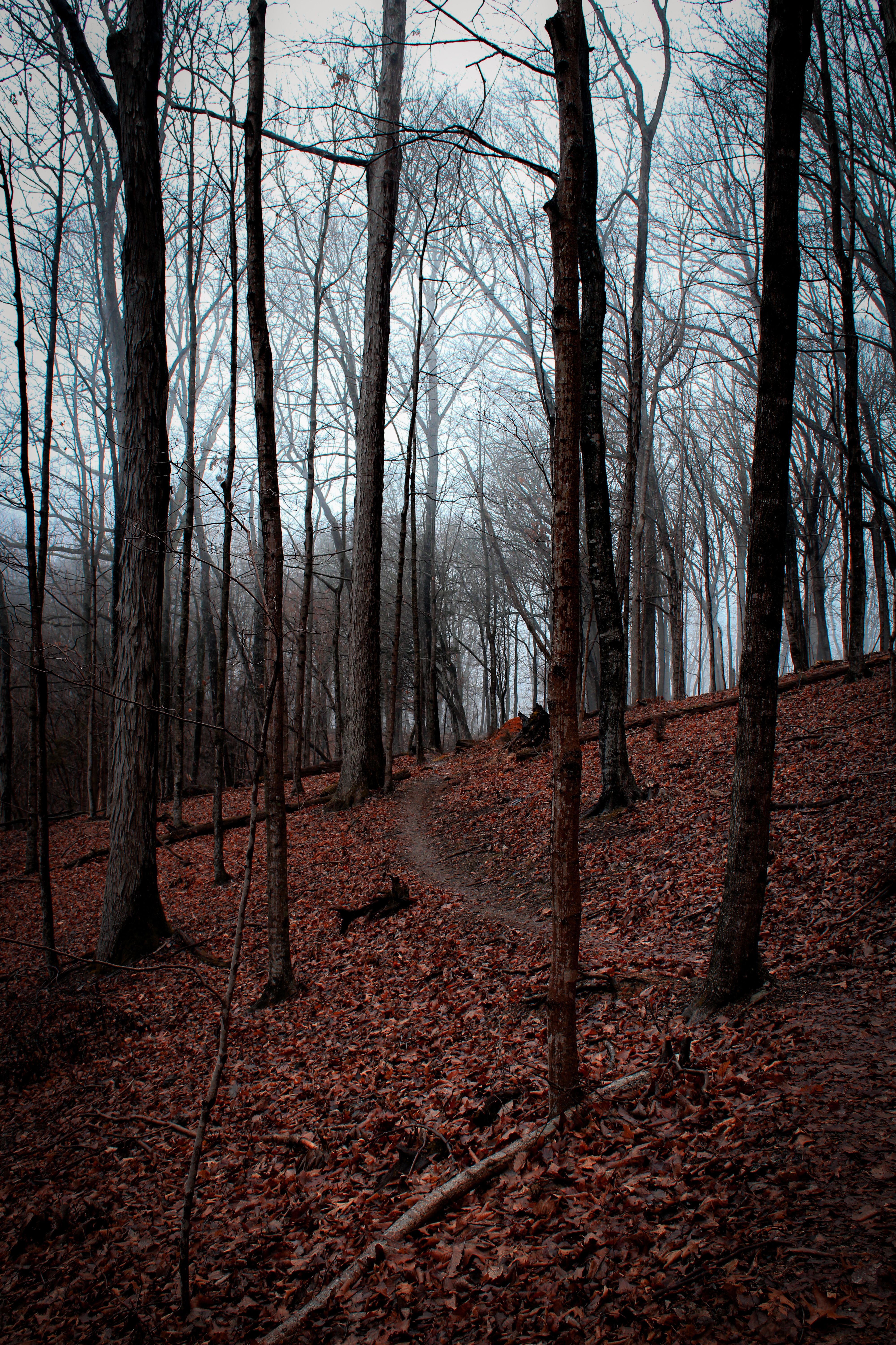Moody Atmospheric Path in a Foggy Forest · Free Stock Photo