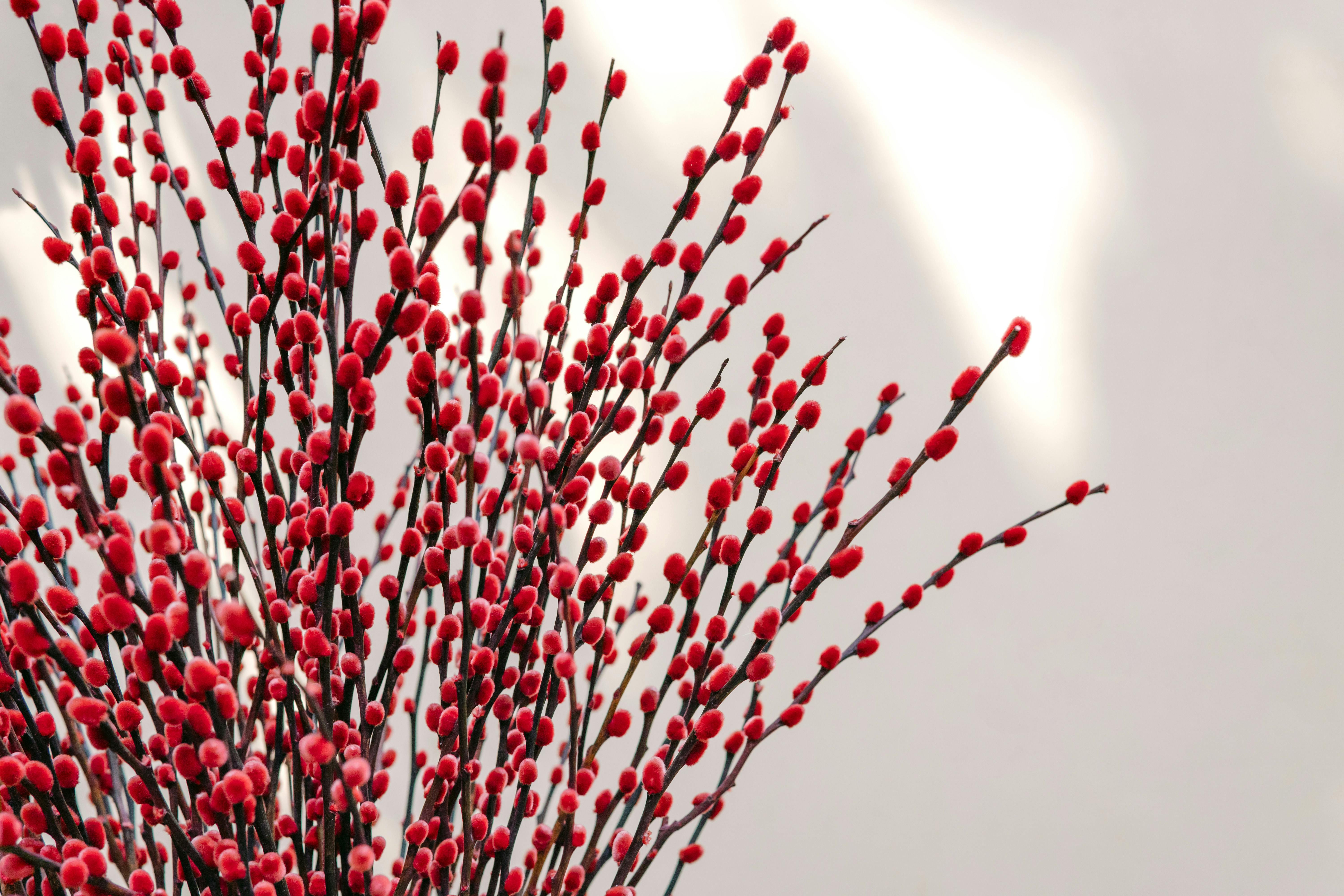 Red Willow Photos, Download The BEST Free Red Willow Stock Photos & HD Images
