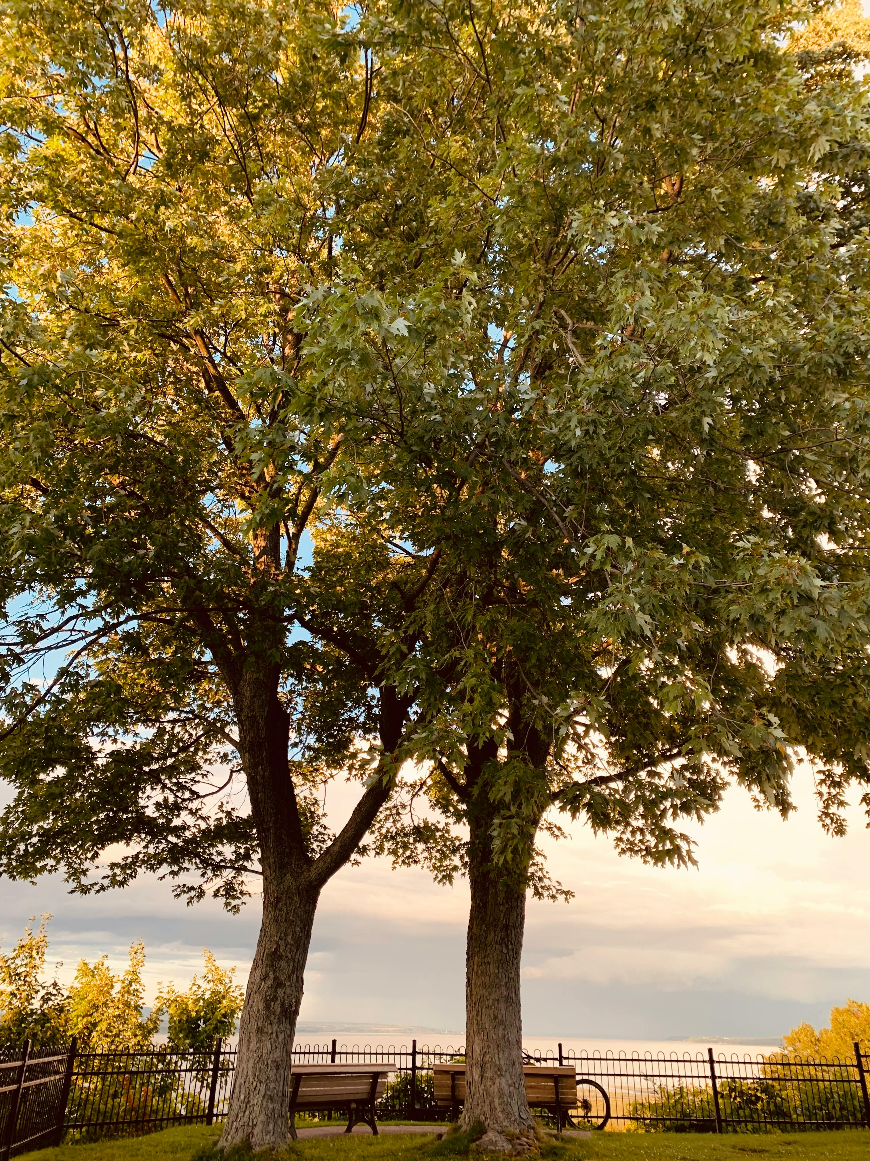 Serene Park Landscape with Tall Trees and Bench · Free Stock Photo