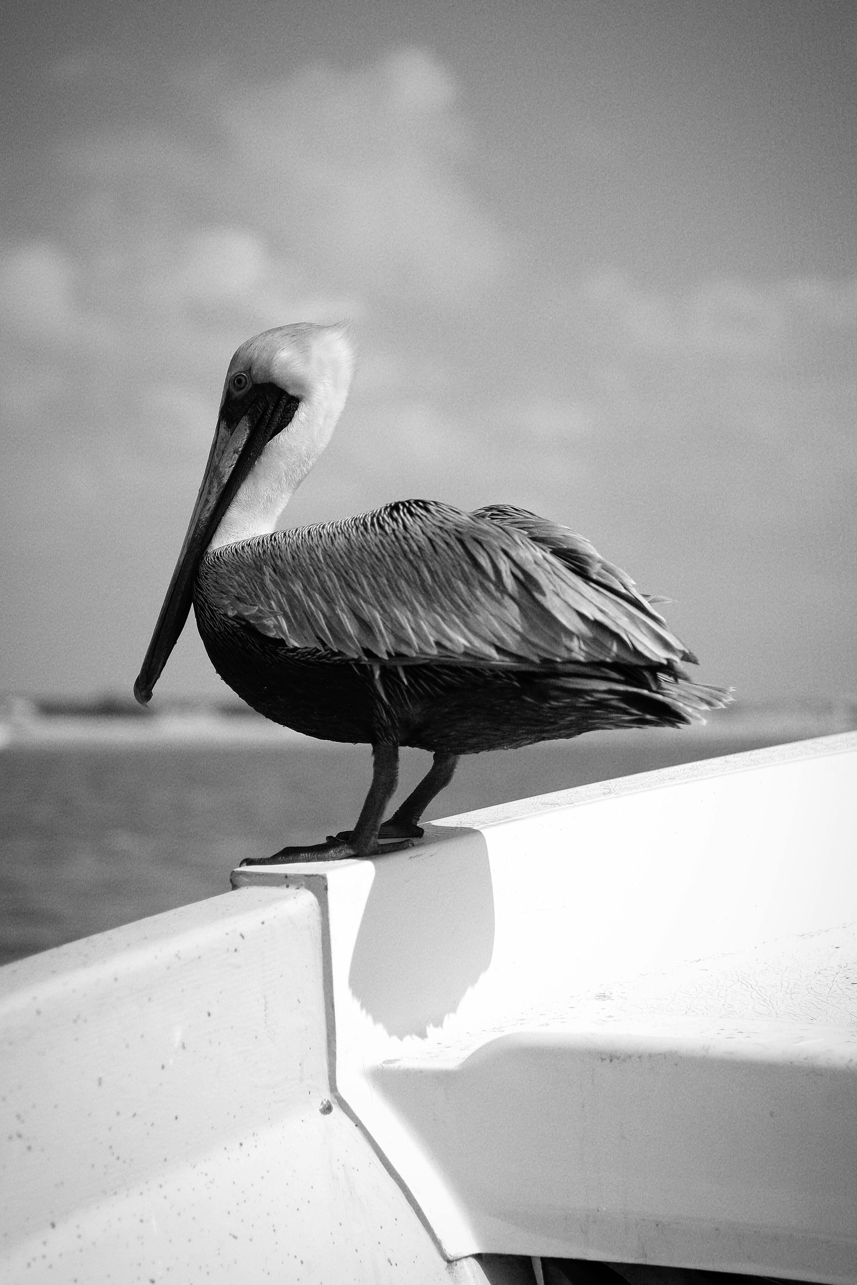 Black and White Pelican on a Boat · Free Stock Photo