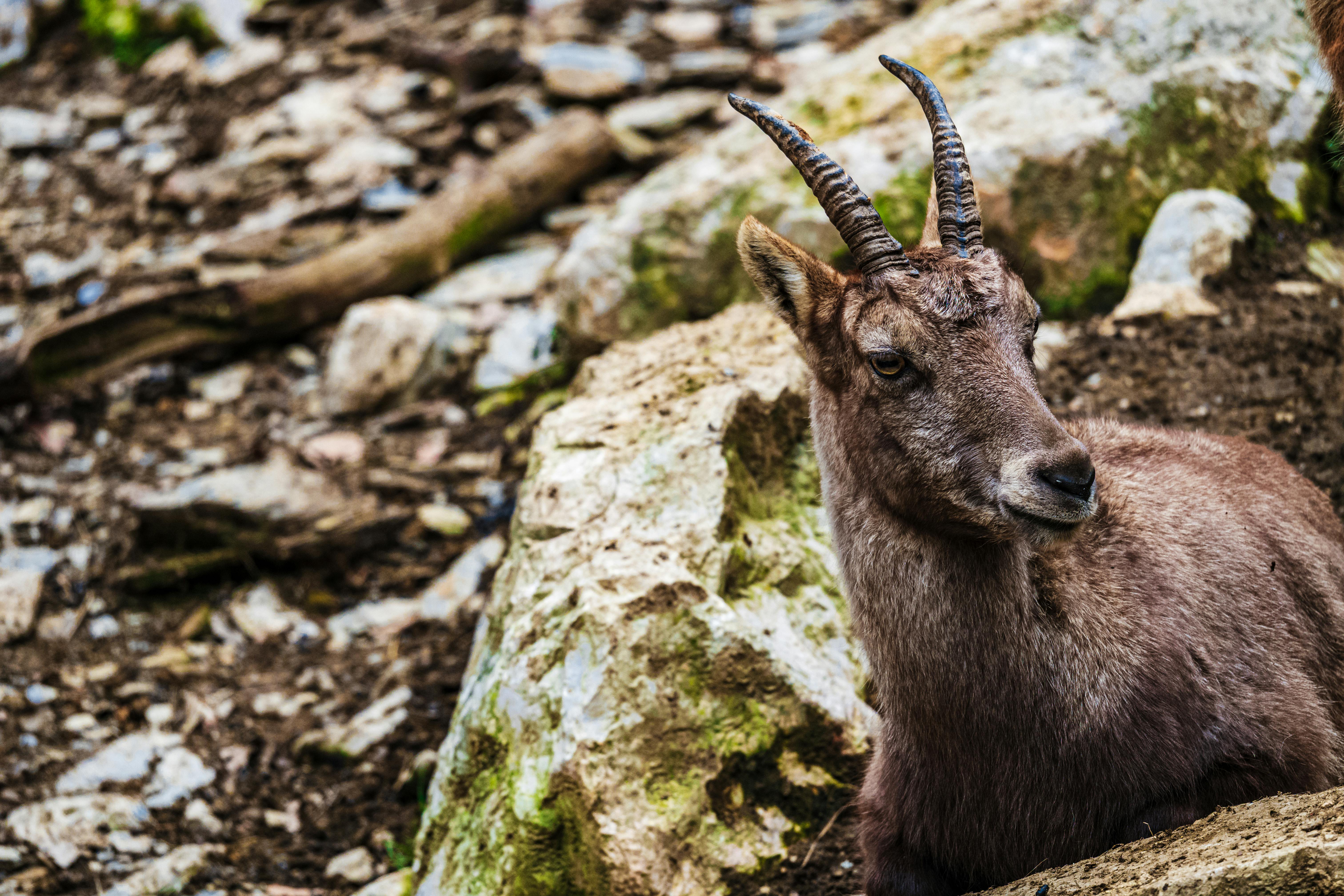 Alpine Ibex Resting on Rocky Terrain in Slovenia · Free Stock Photo