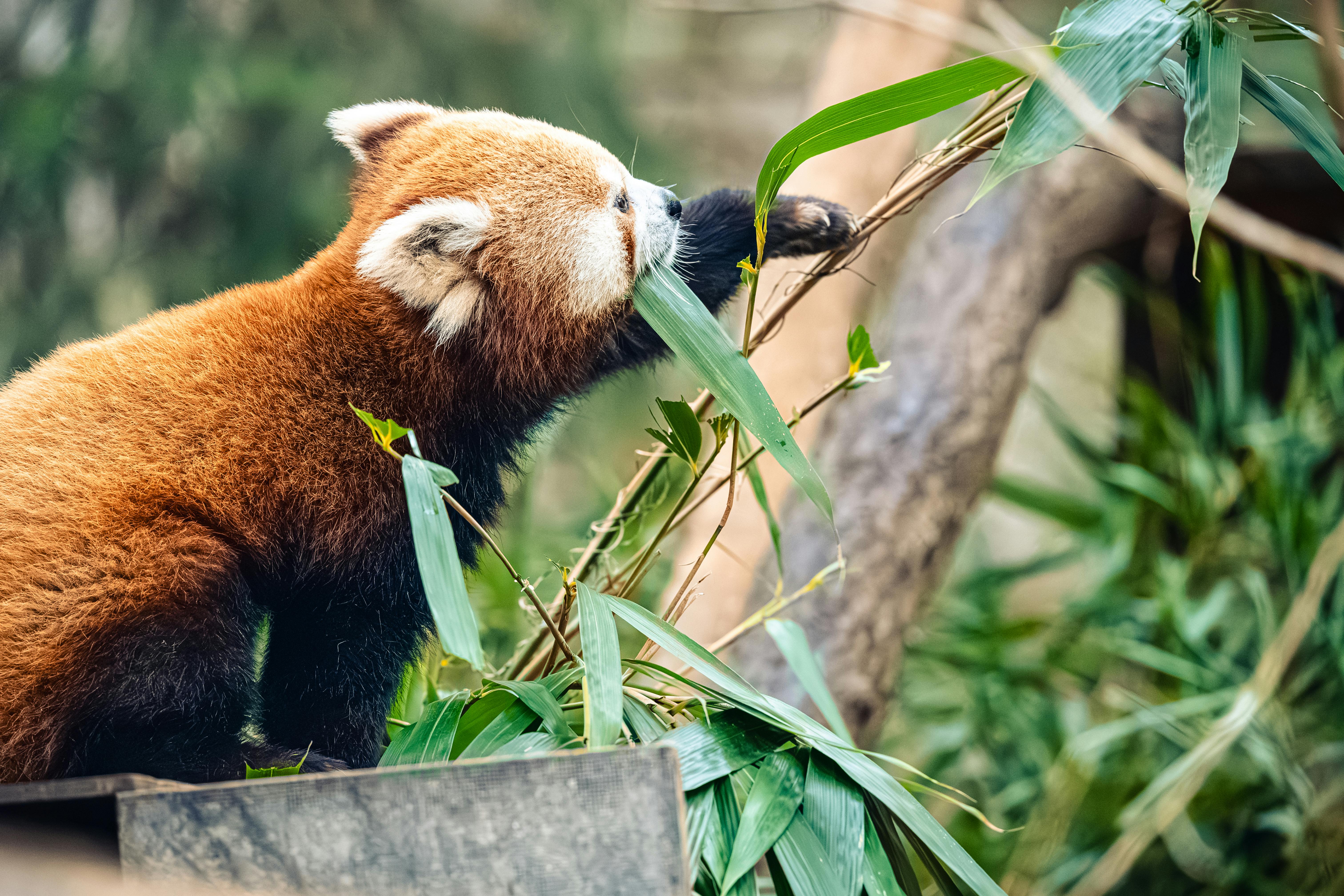 Panda Rojo Comiendo Bambú En El Zoológico De Liubliana · Foto de stock ...