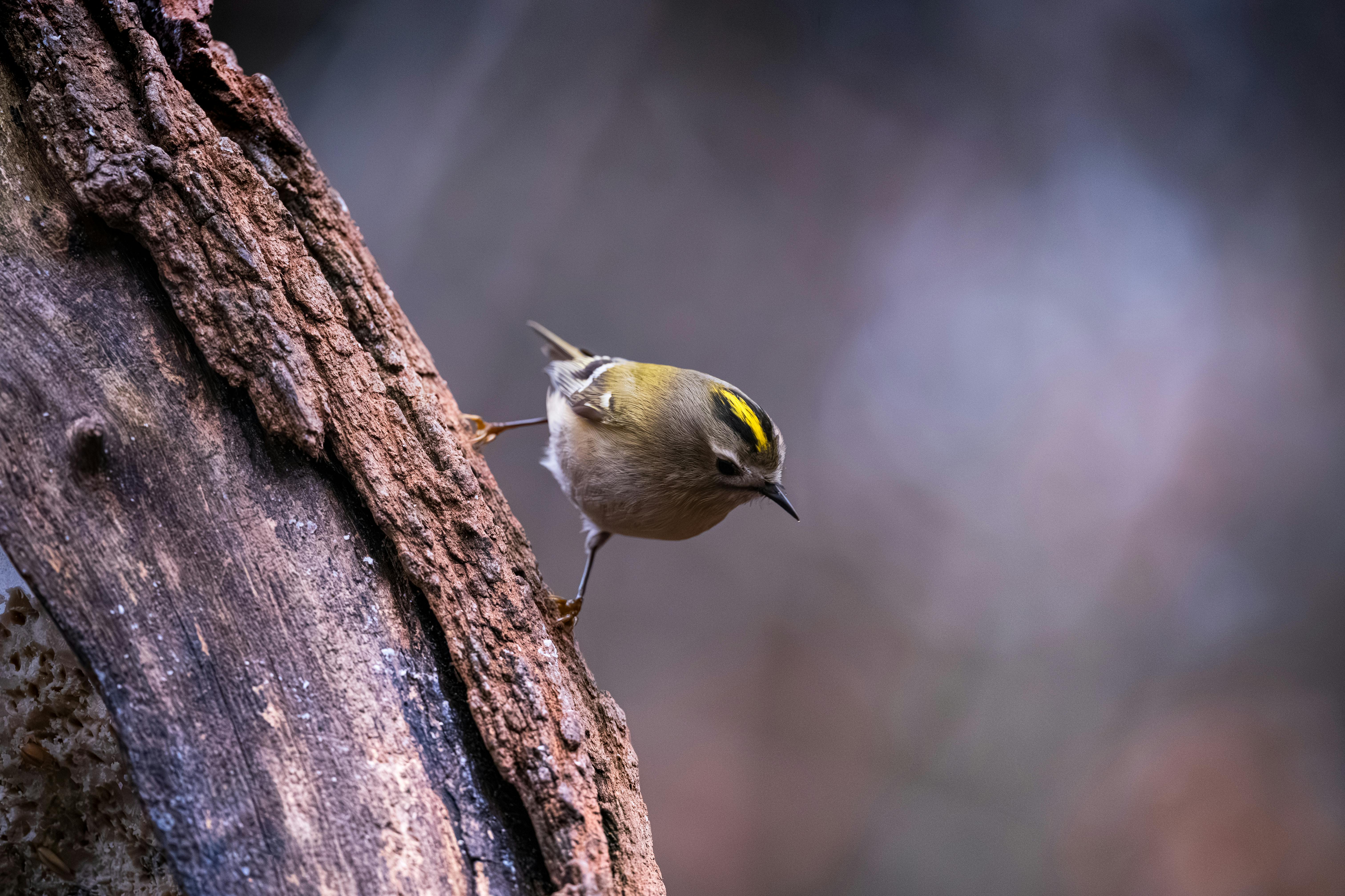 Captivating Goldcrest on Rustic Tree Bark · Free Stock Photo