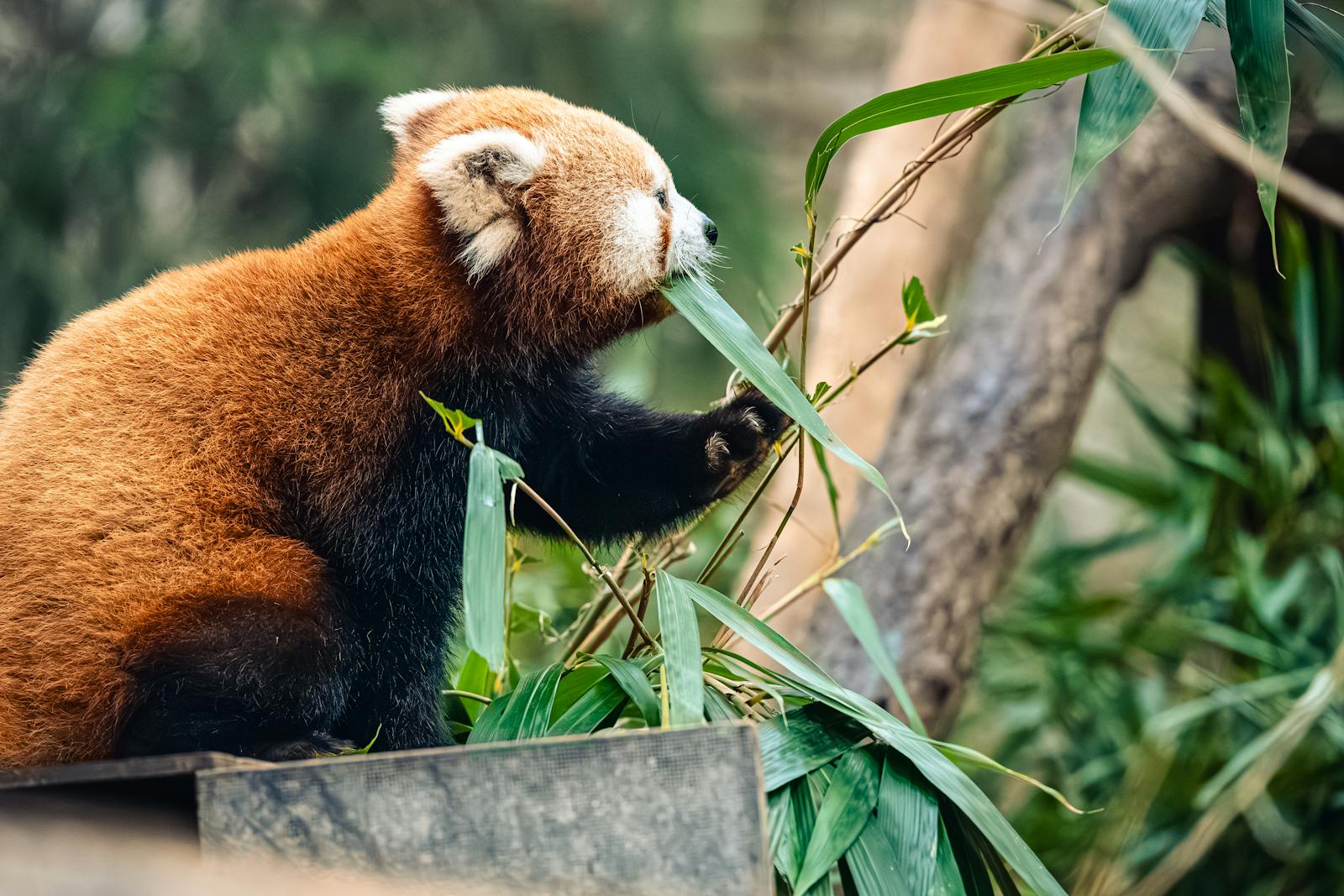 Red Panda Photos, Download The BEST Free Red Panda Stock Photos & HD Images