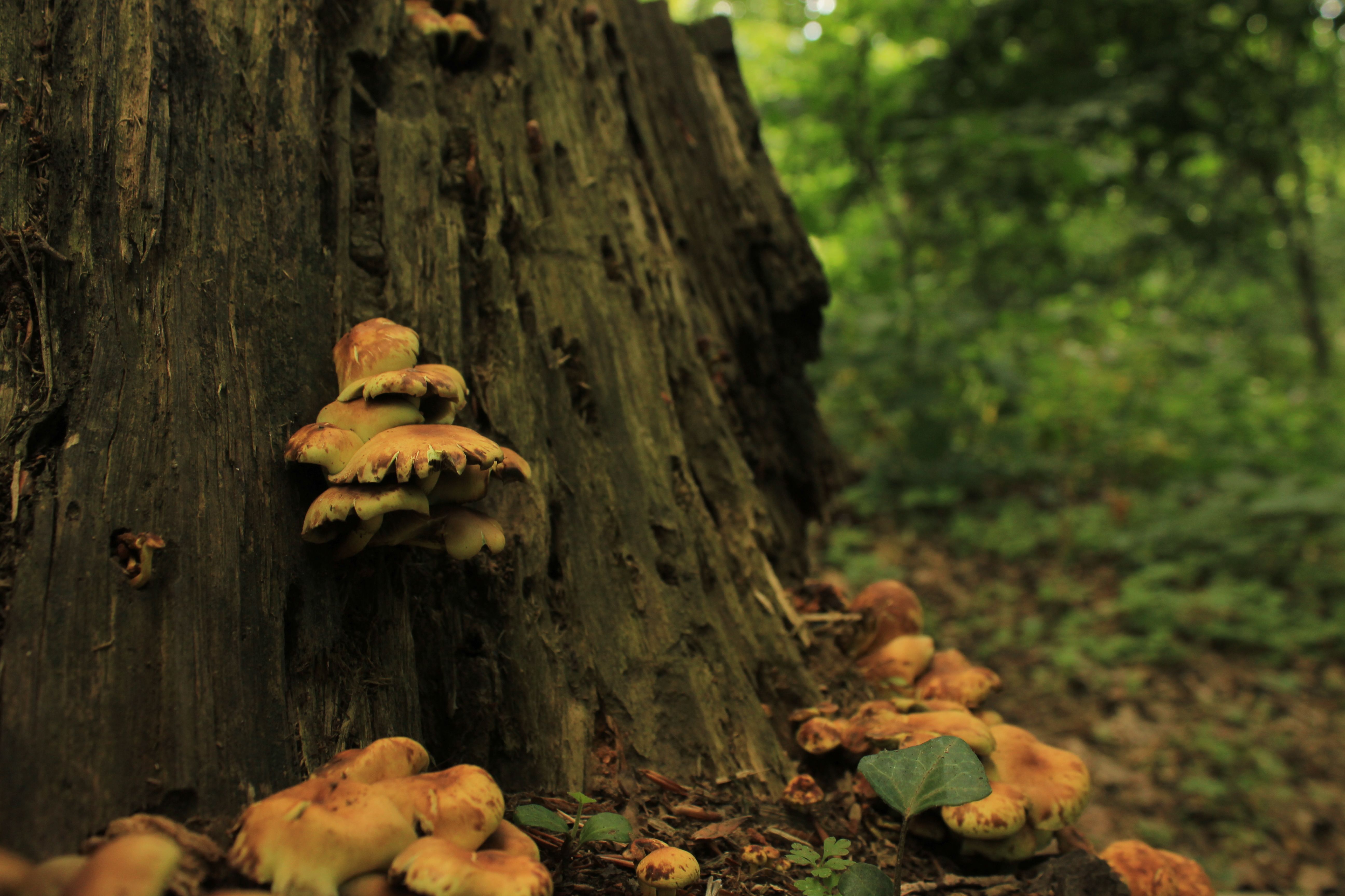 Mushrooms on Tree Stump in Bolu Forest · Free Stock Photo