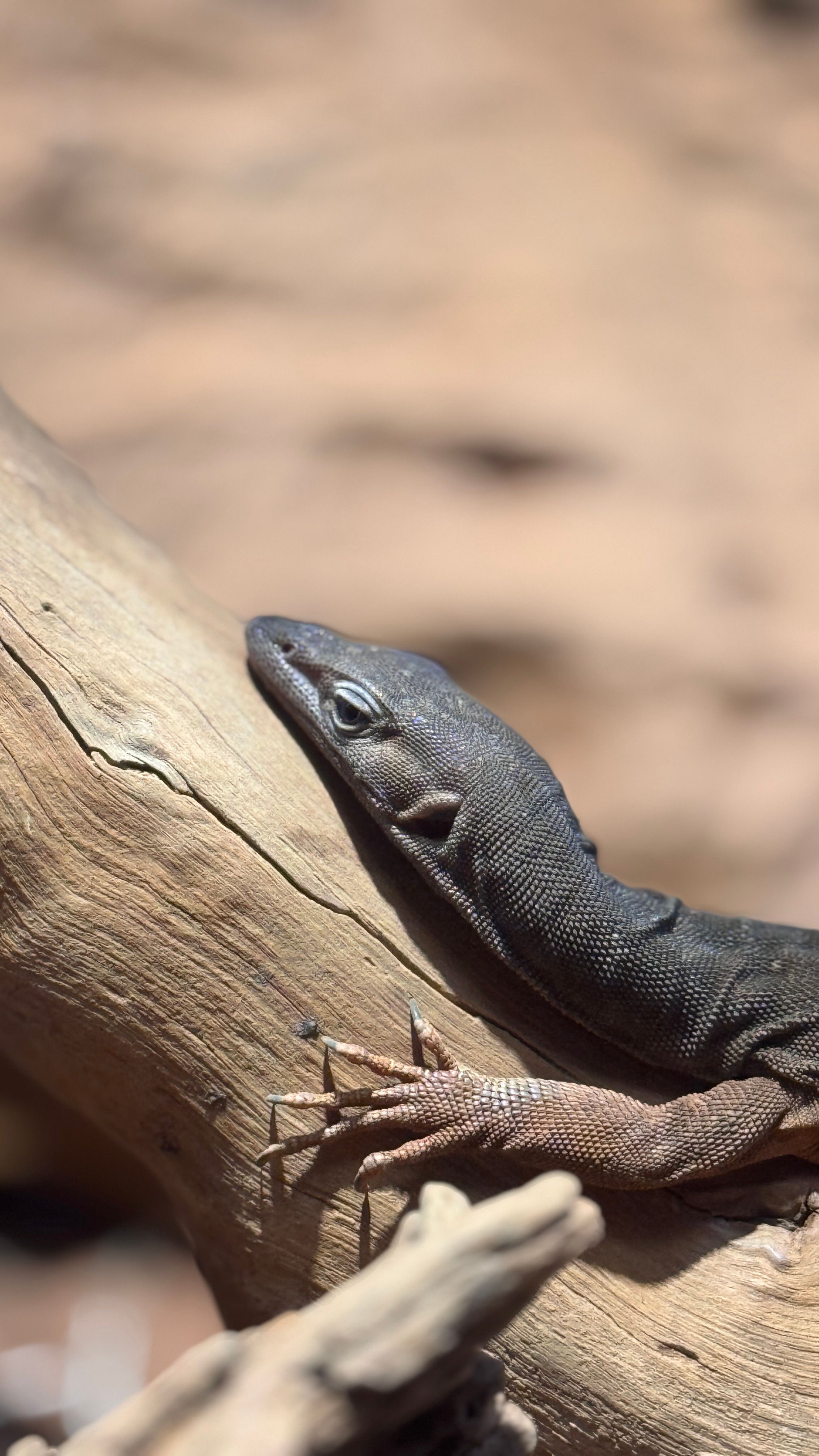 Lagarto Tomando Sol Sobre Un Tronco En Su Hábitat Natural · Foto de ...