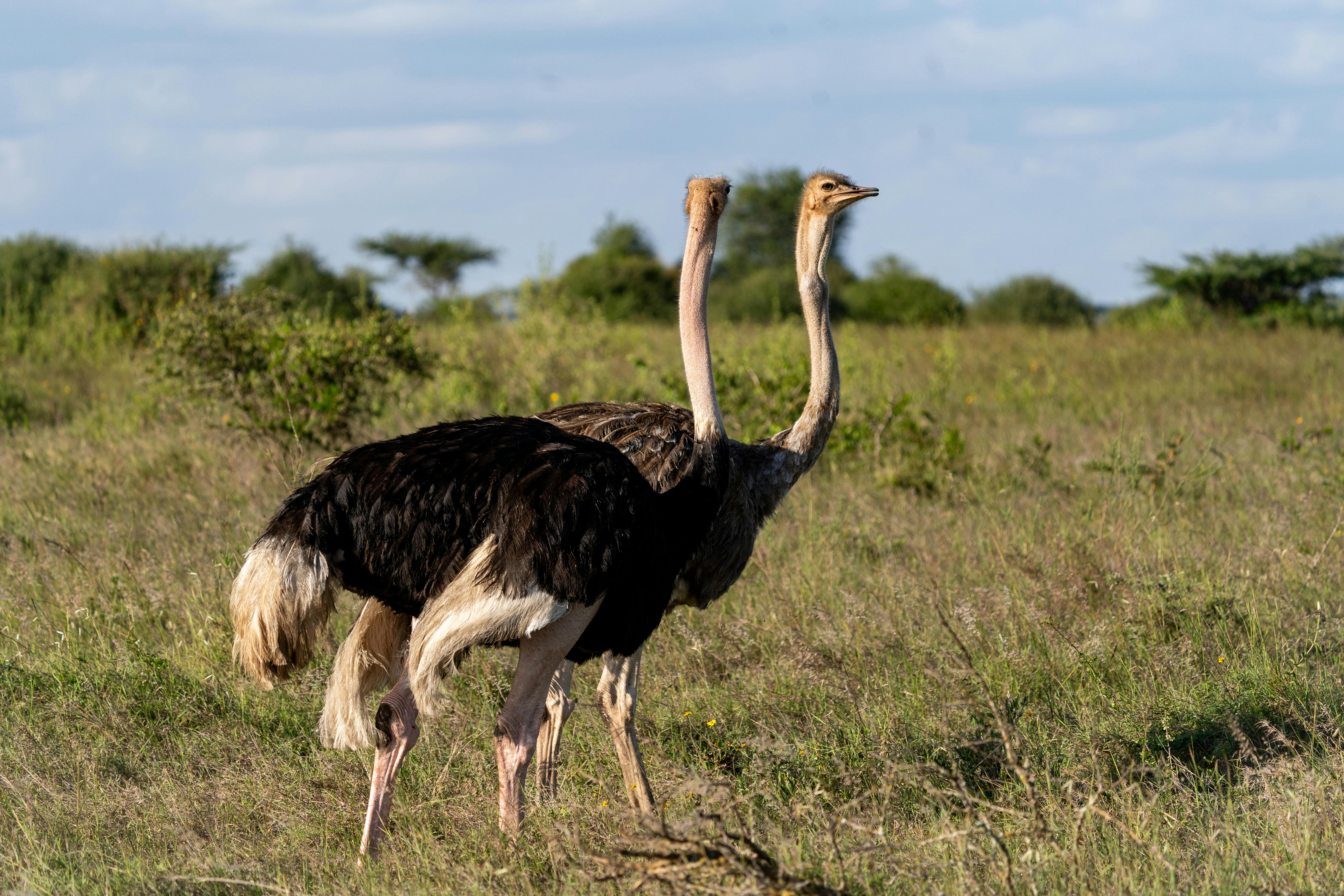 Ostrich Standing on Green Grass · Free Stock Photo