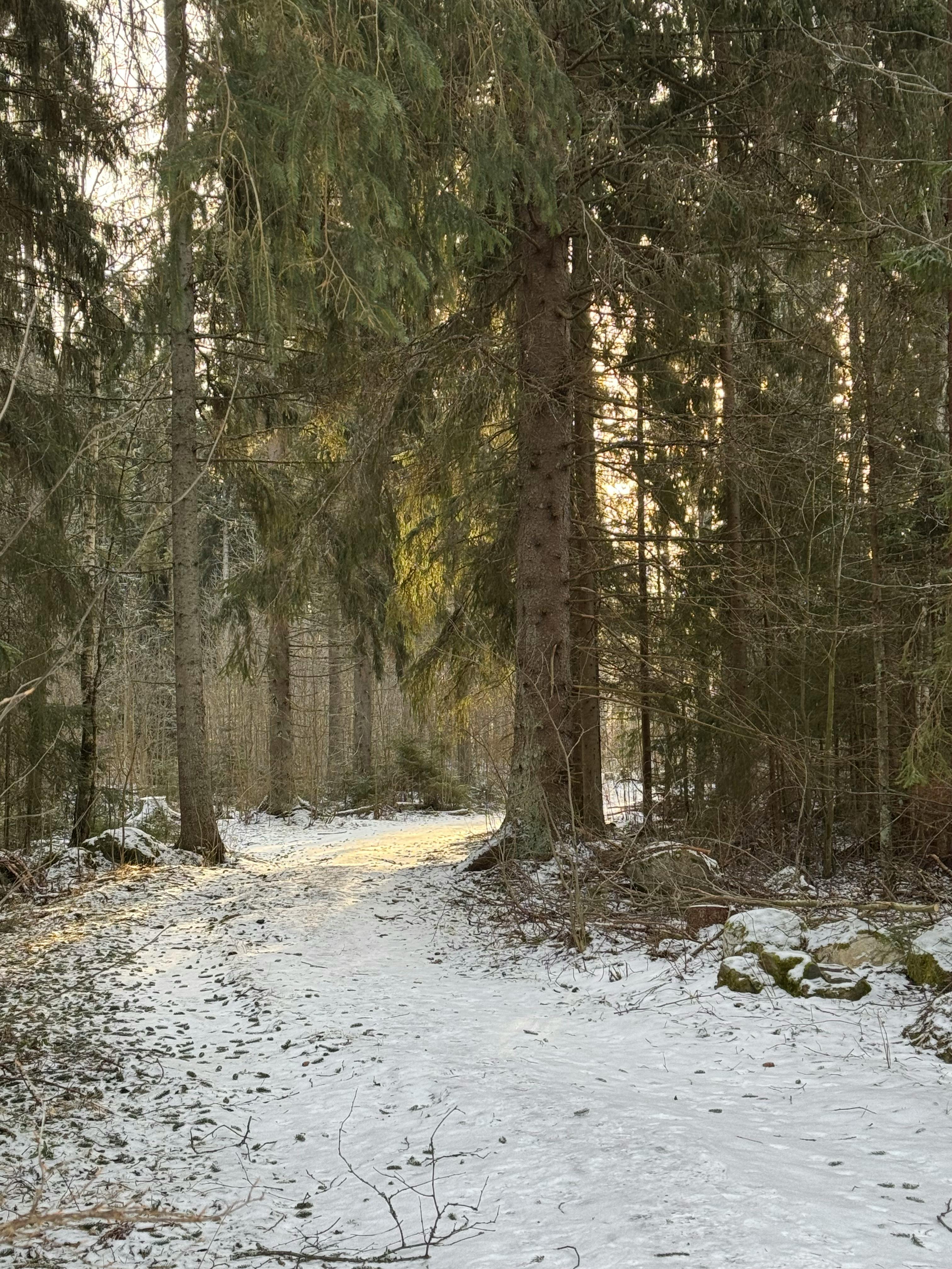 Tranquil Snowy Forest Path in Winter · Free Stock Photo