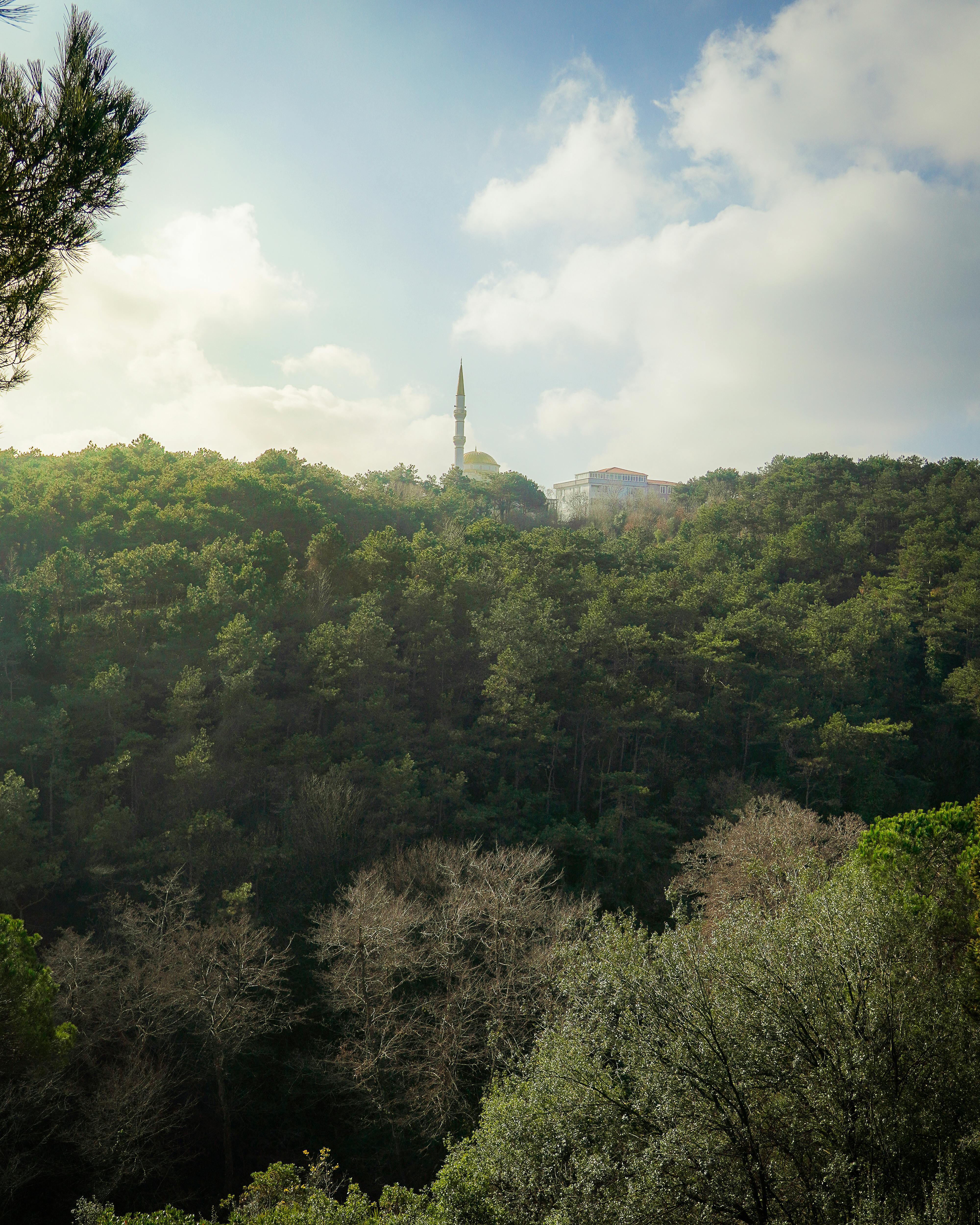 Scenic Forest View with Distant Minaret in Istanbul · Free Stock Photo