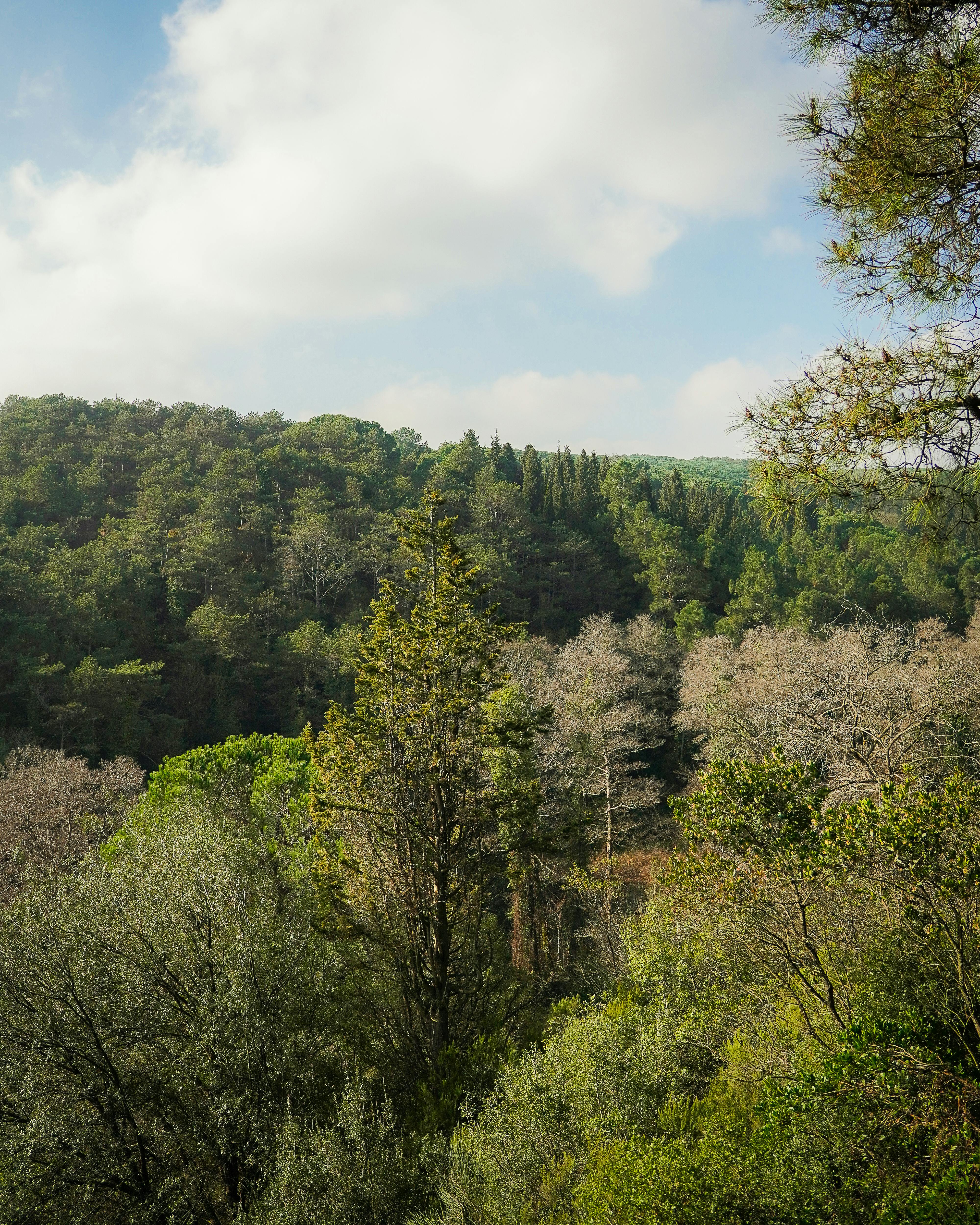Scenic Forest View in Istanbul · Free Stock Photo