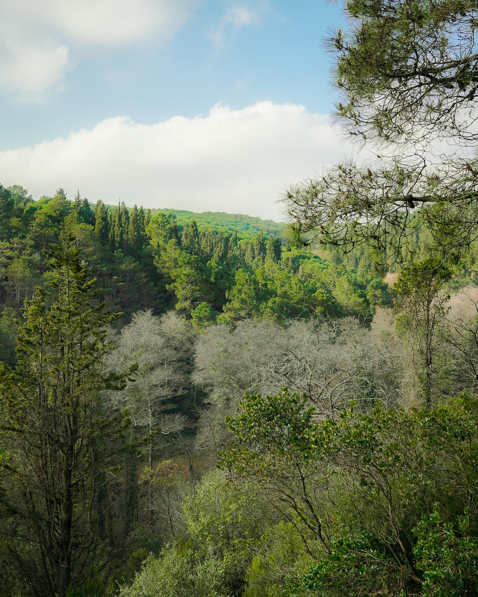 Lush Green Landscape Photos, Download The BEST Free Lush Green ...