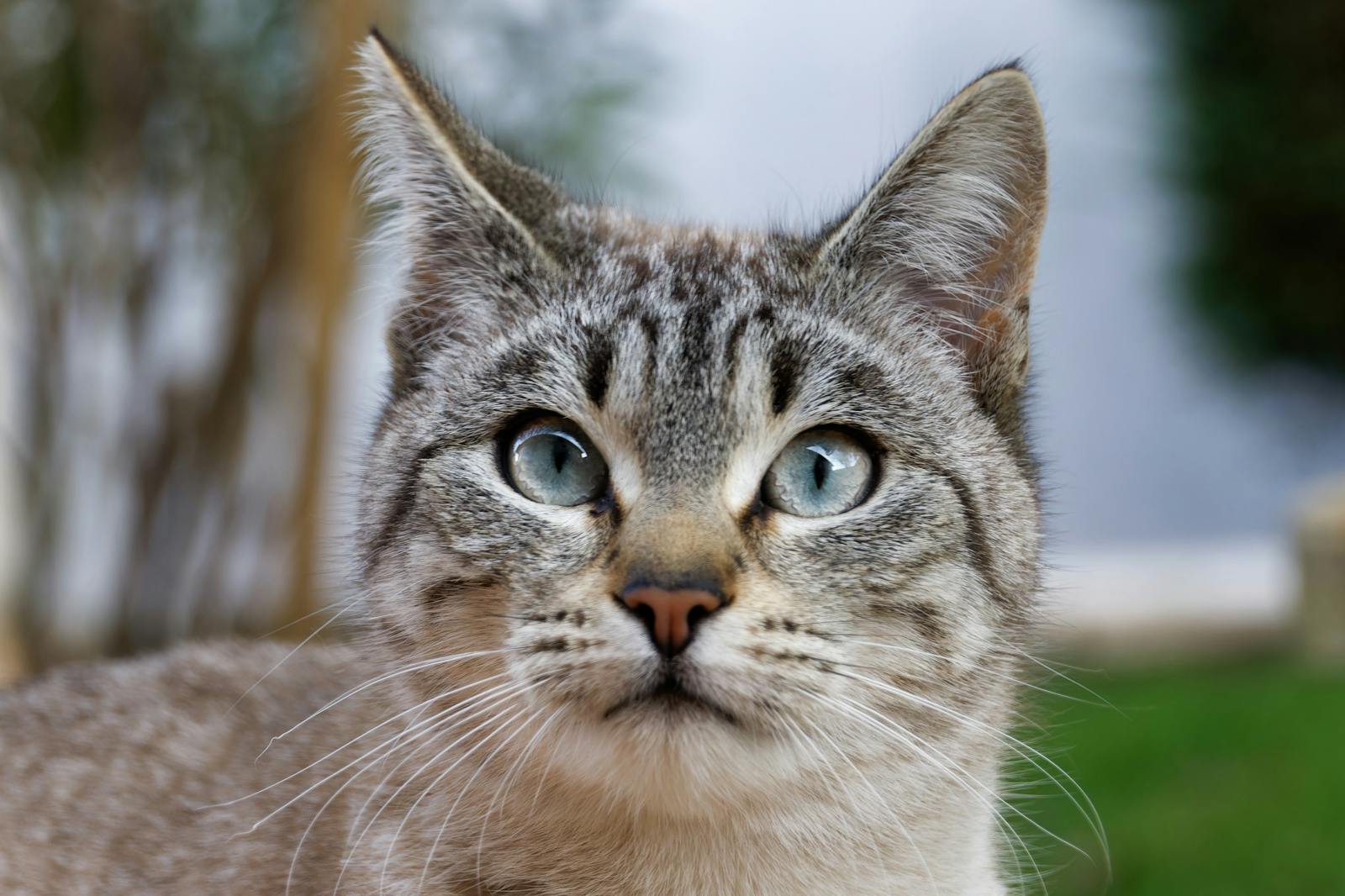 Cat Face Photos, Download The BEST Free Cat Face Stock Photos & HD Images