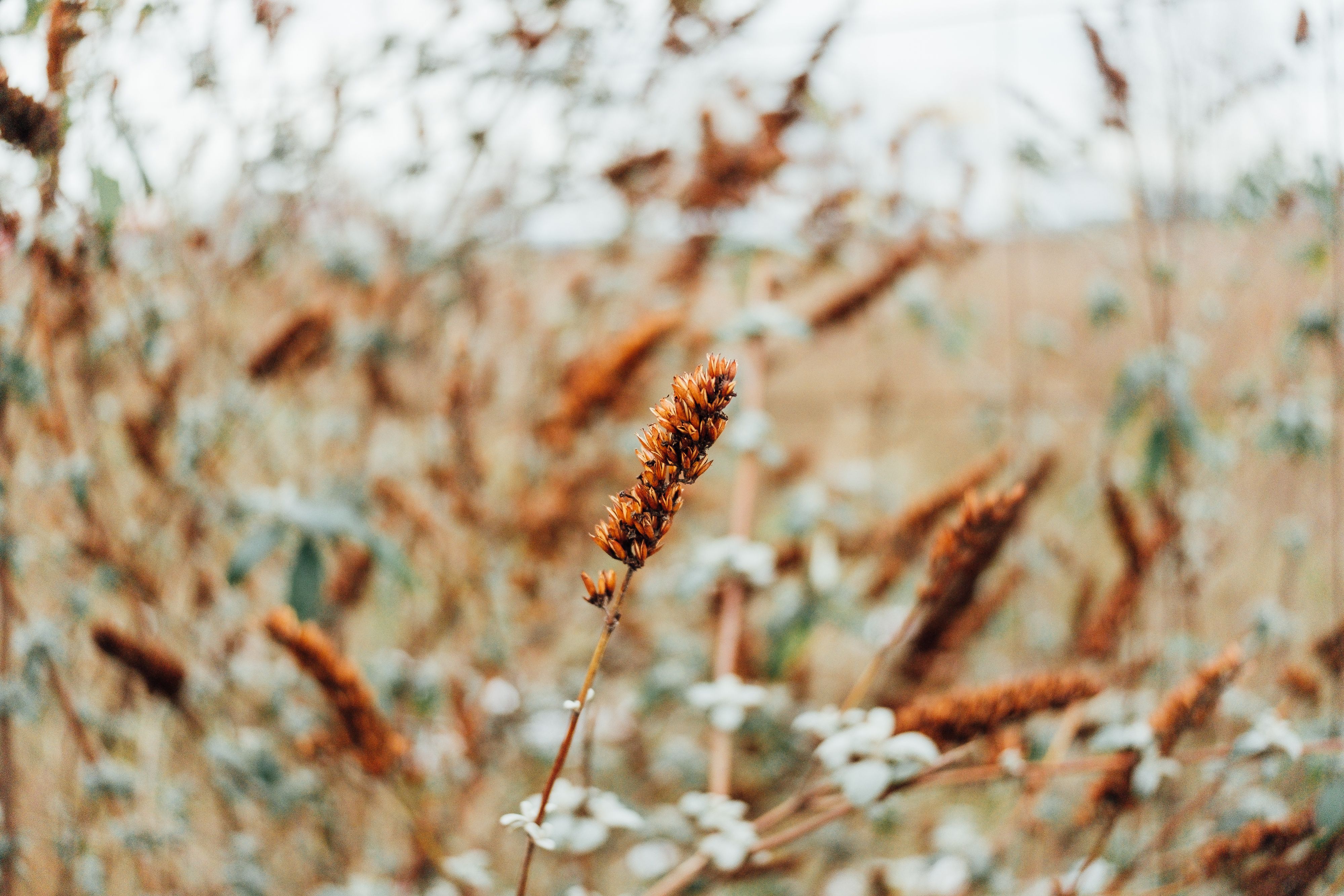 Close-Up of Brown Plant in Autumn Field · Free Stock Photo