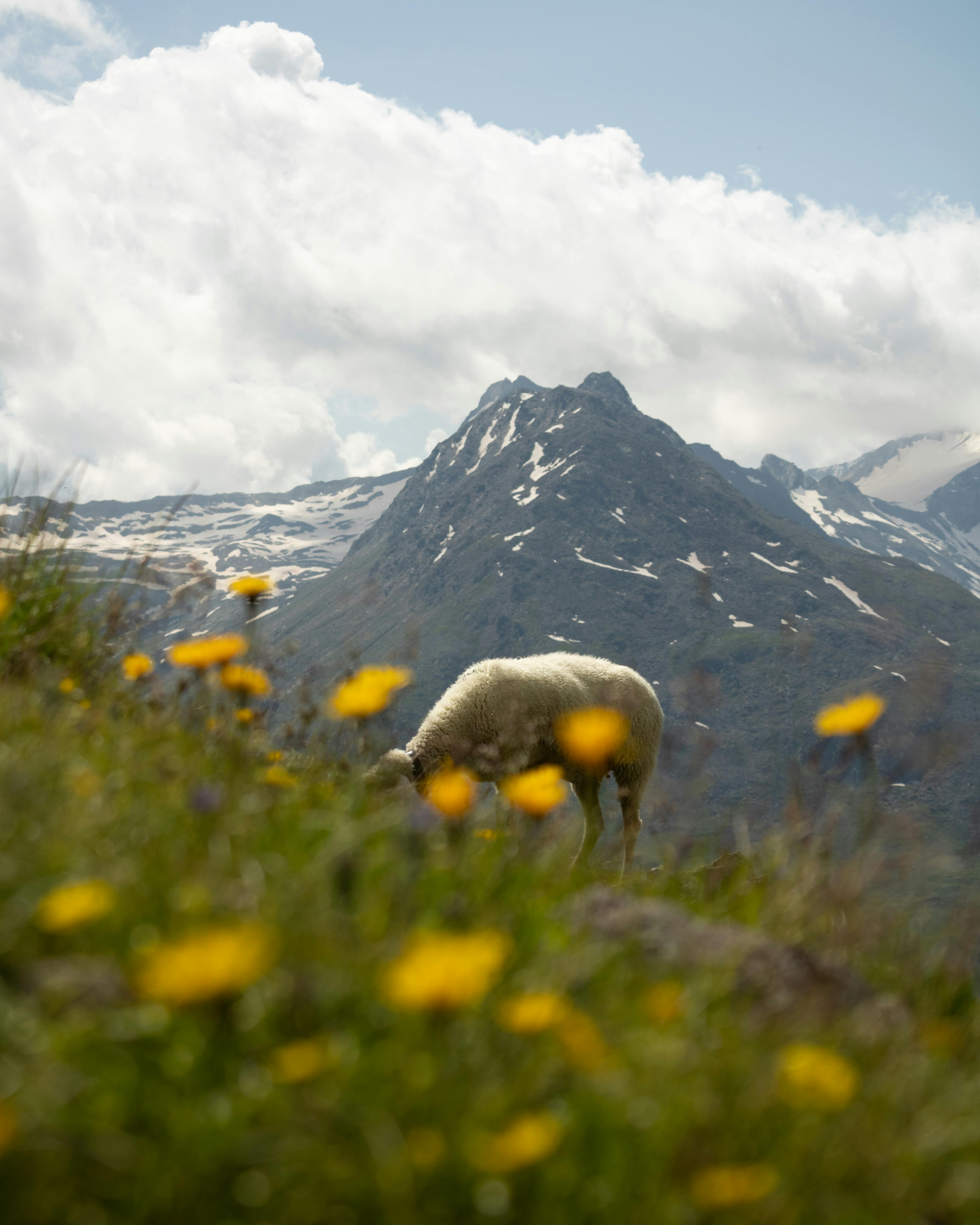 Alpine Sheep Grazing in Obergurgl Mountains · Free Stock Photo