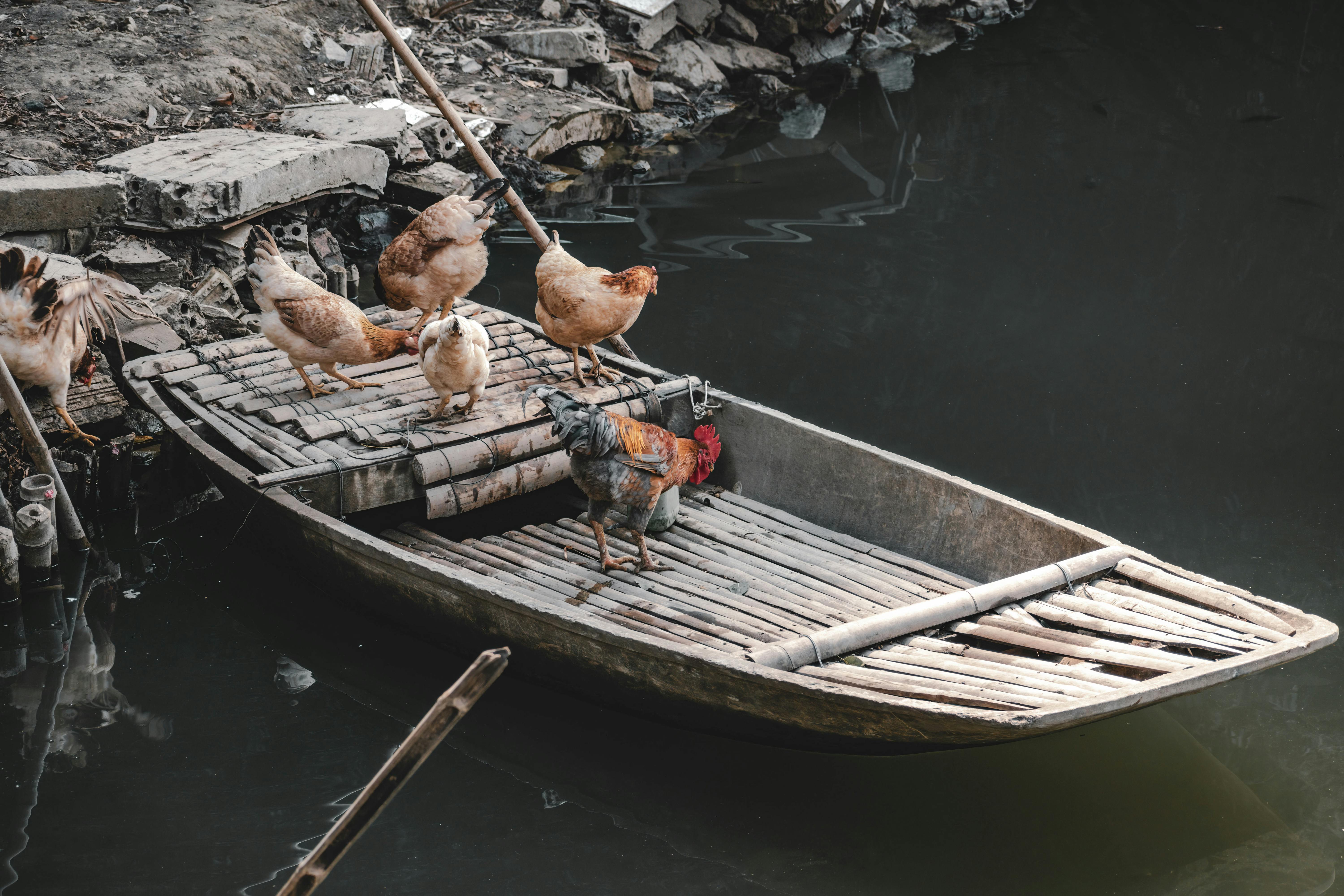 Chickens on Bamboo Raft by a Riverbank · Free Stock Photo