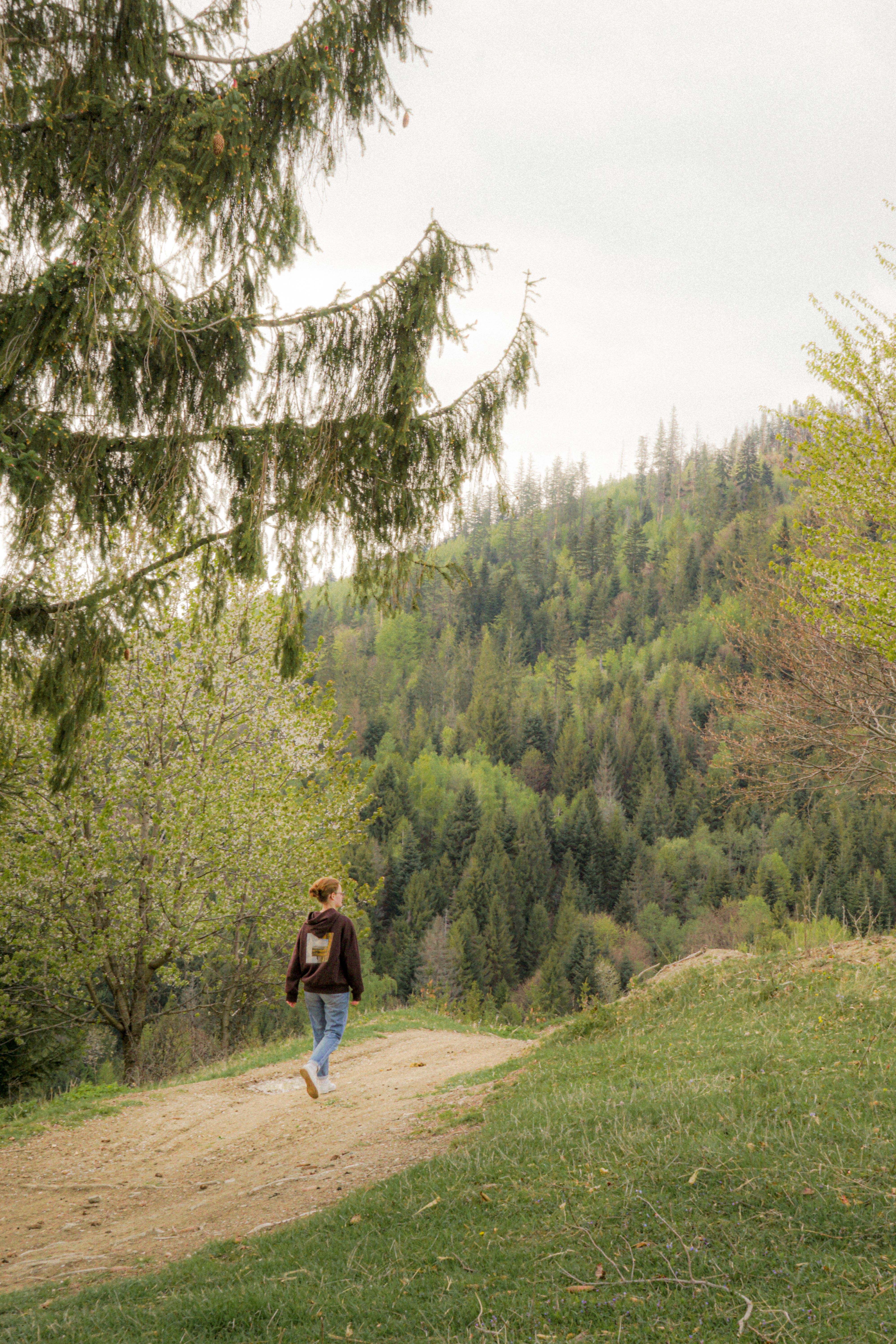 Person Walking Path Through Scenic Forest Landscape · Free Stock Photo