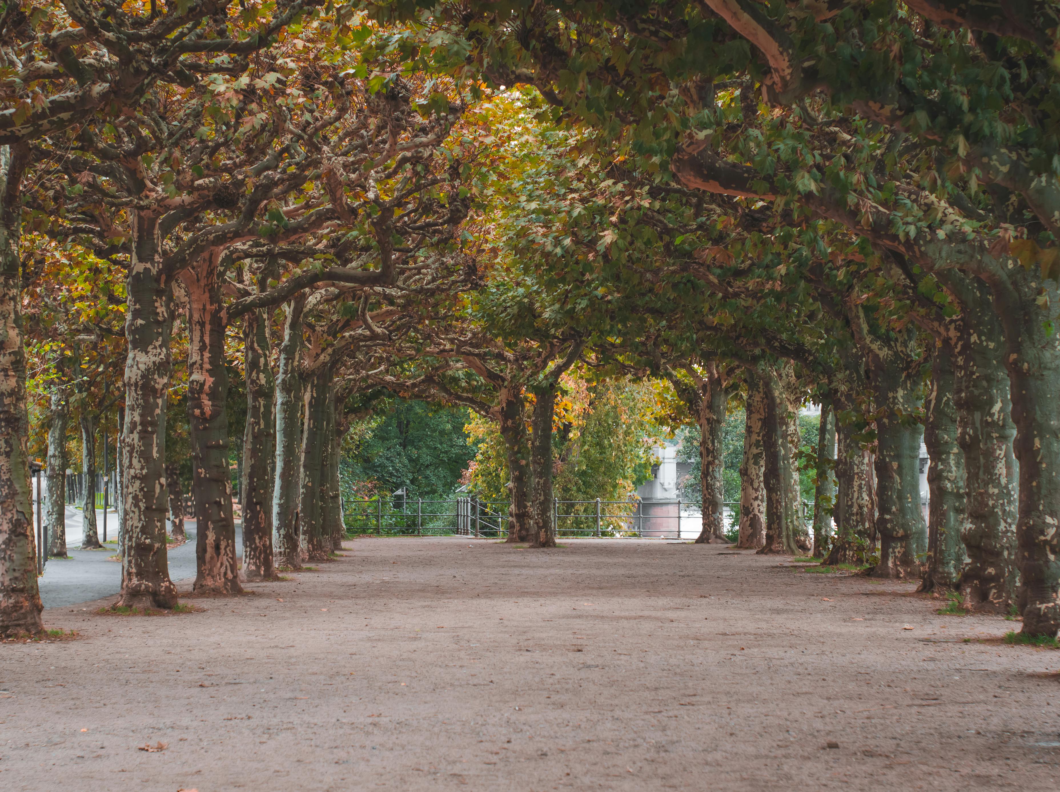 Autumn Pathway Lined with Symmetrical Trees · Free Stock Photo
