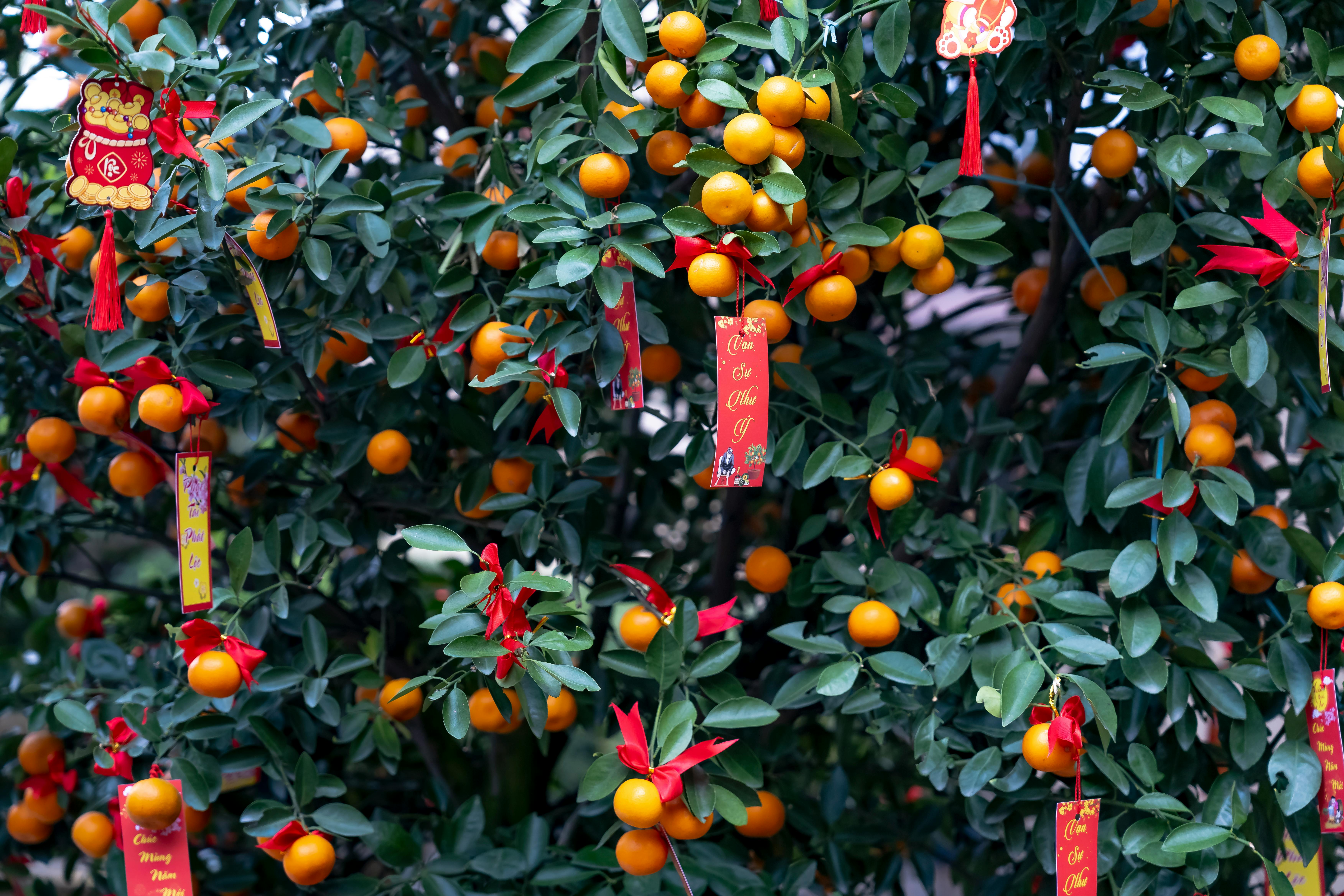 Chinese New Year Orange Tree Photos, Download The BEST Free Chinese New ...