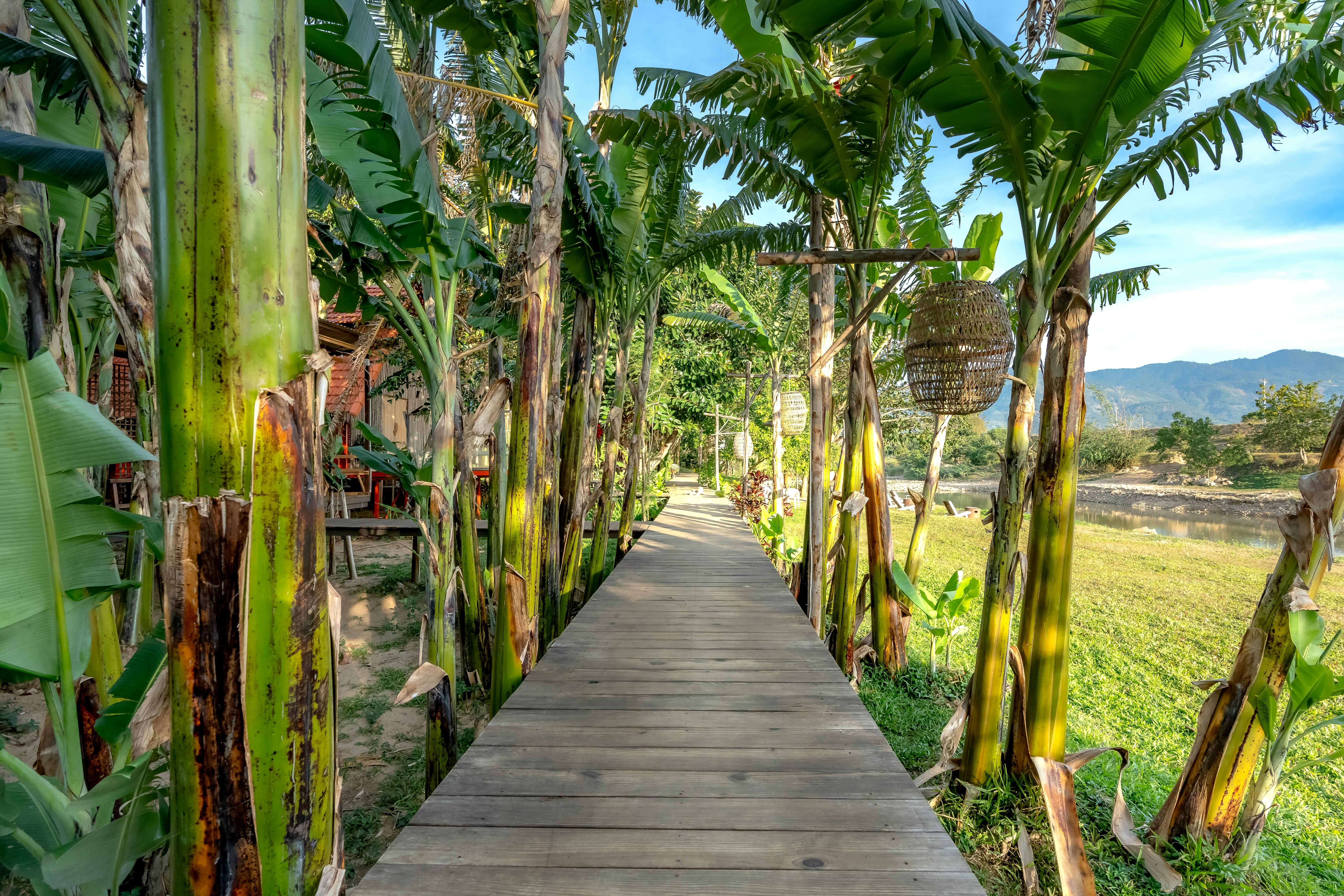 Banana Trunk Photos, Download The BEST Free Banana Trunk Stock Photos ...