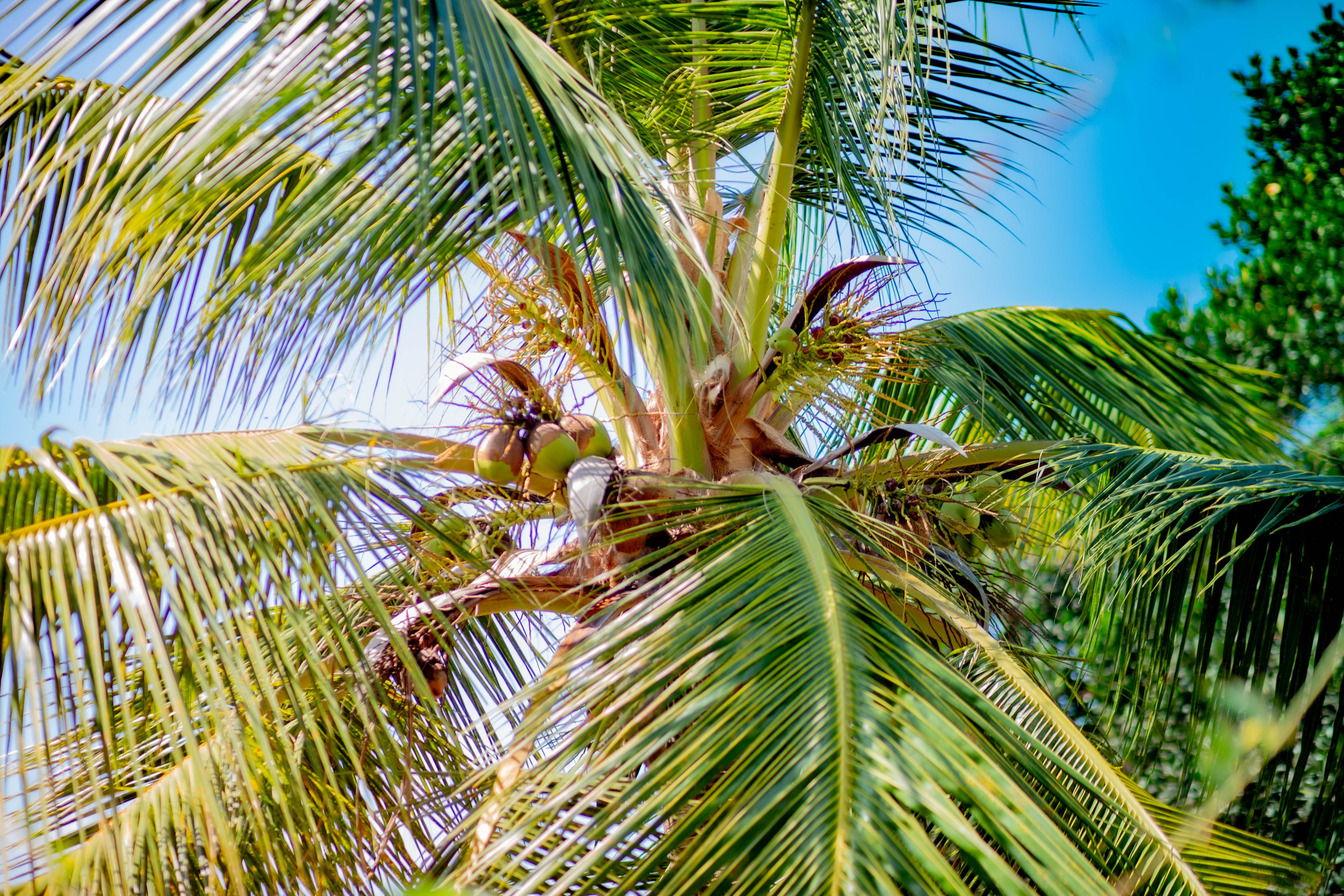 Vibrant Coconut Tree in Tropical Mayotte · Free Stock Photo