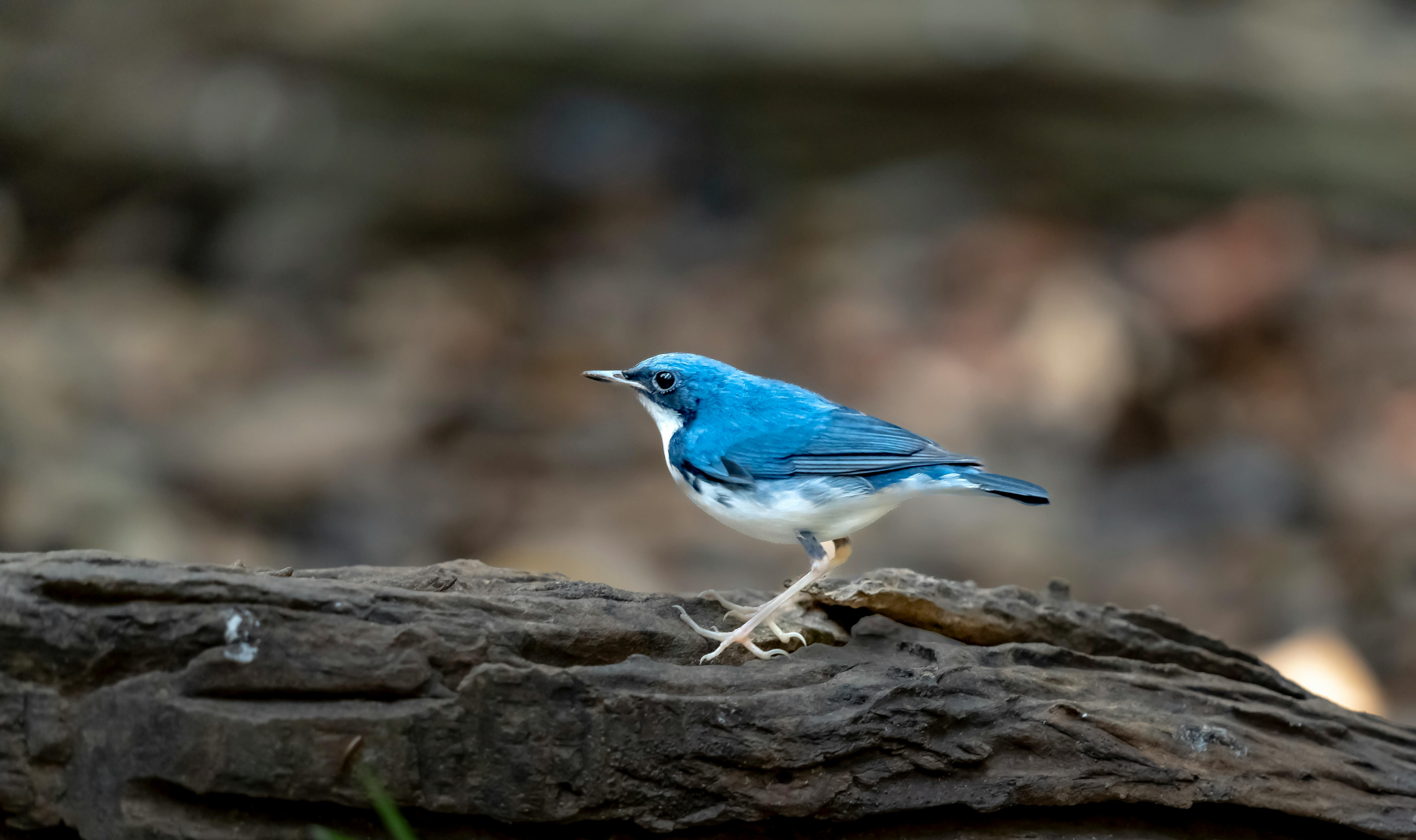 Ultralight Blue Photos, Download The BEST Free Ultralight Blue Stock ...