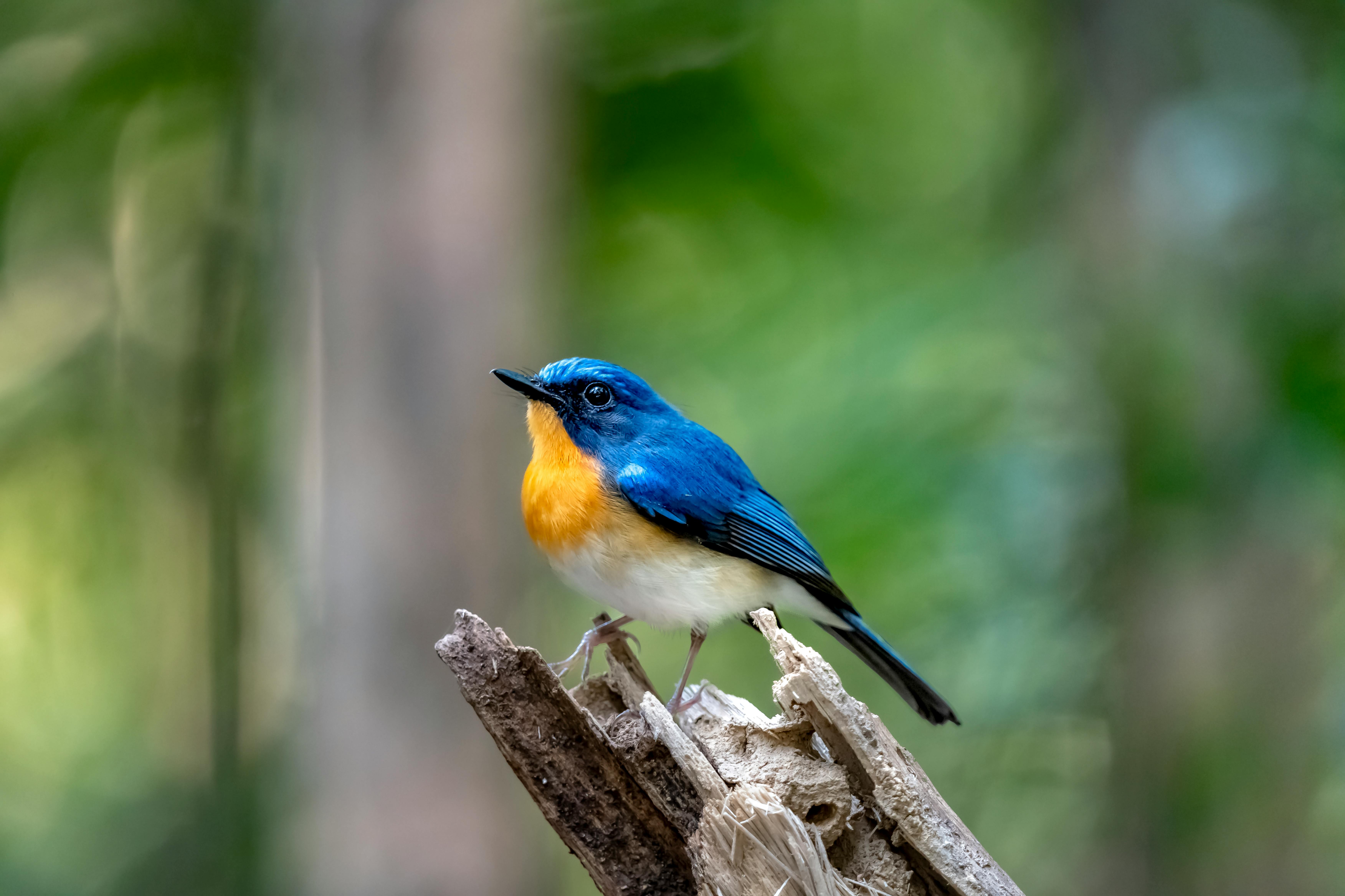 Twitch Streamer Photos, Download The BEST Free Twitch Streamer Stock ...