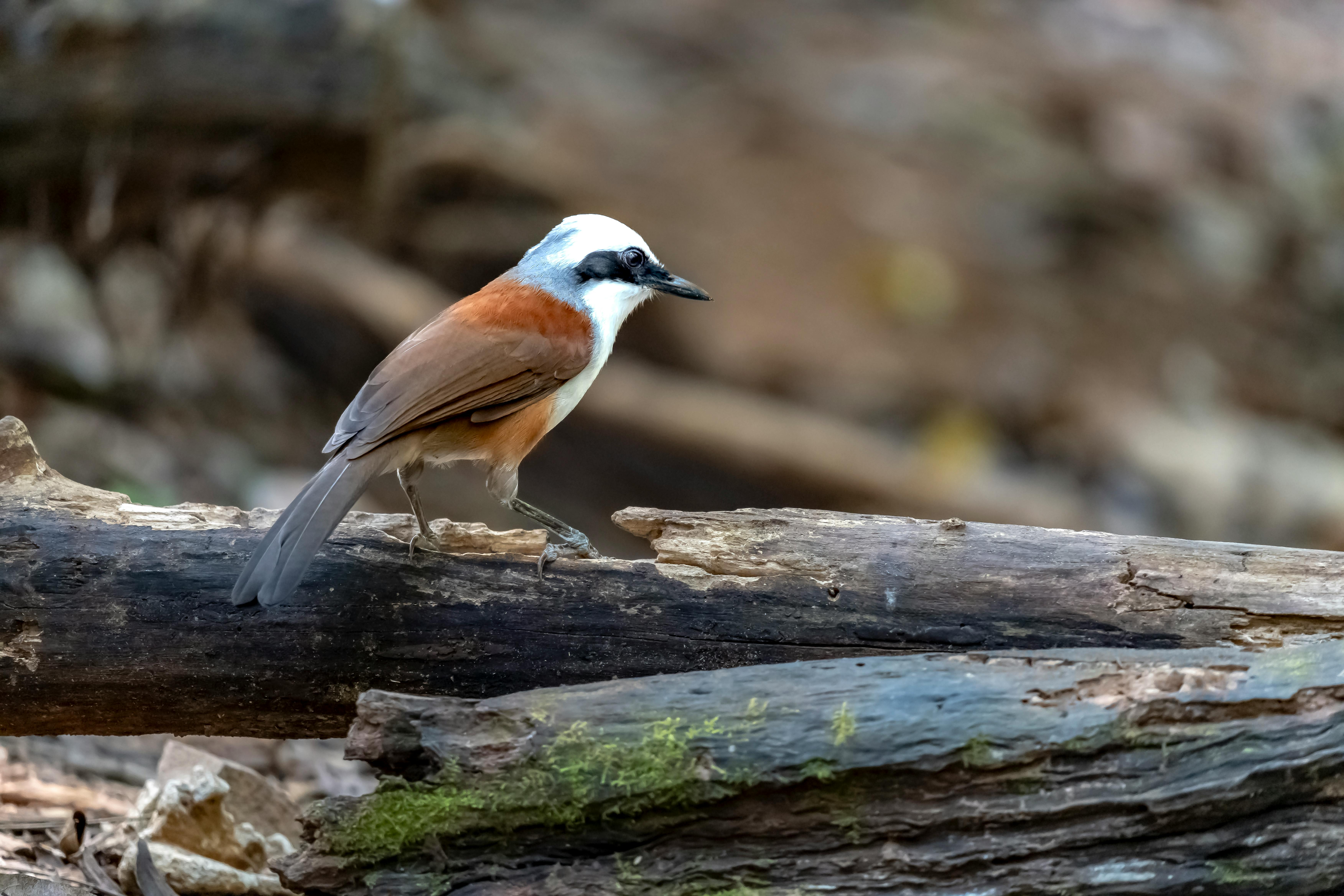 White-crowned Laughingthrush on Forest Log · Free Stock Photo