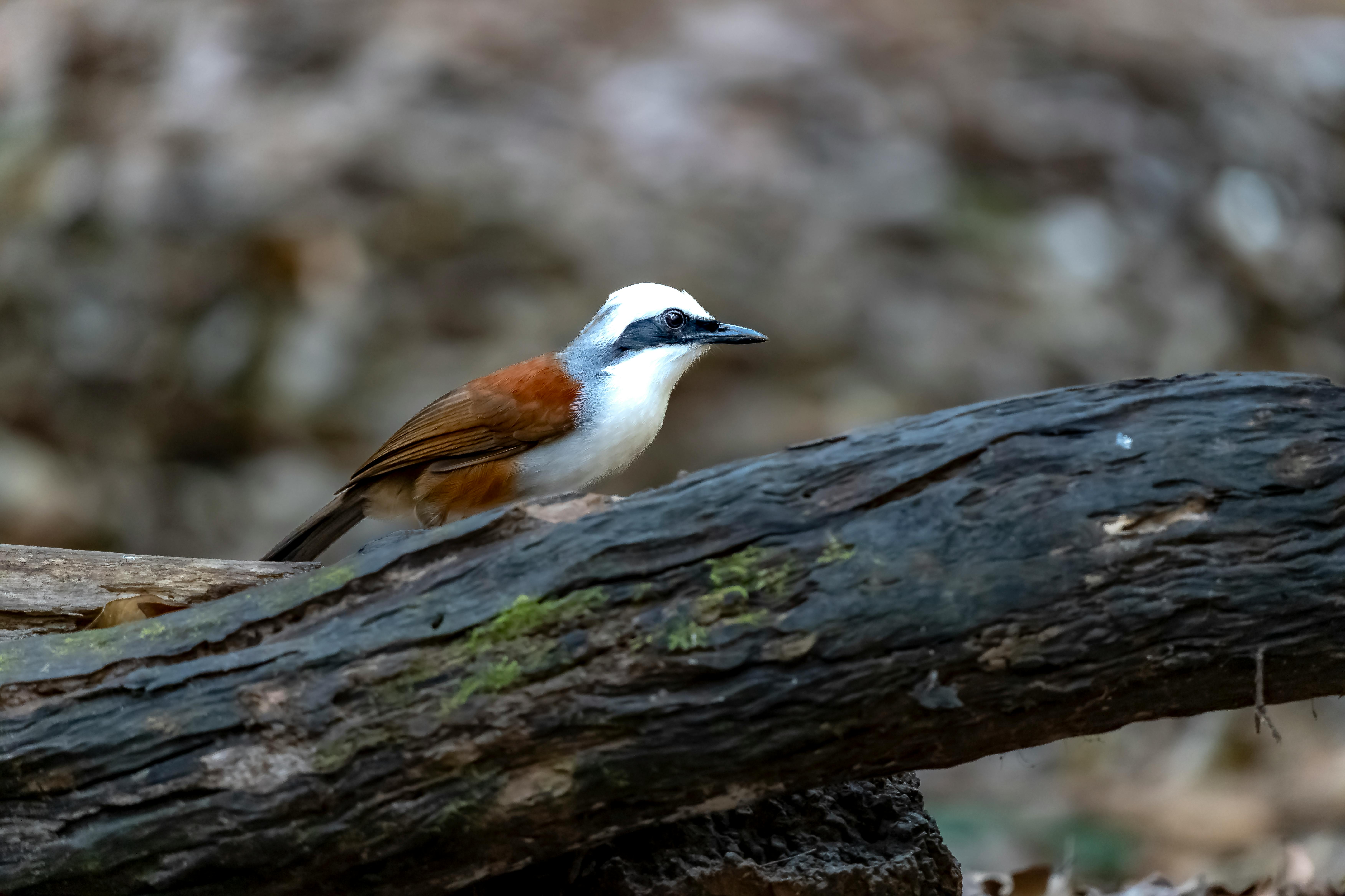 White-crowned Bird on a Mossy Log in Nature · Free Stock Photo