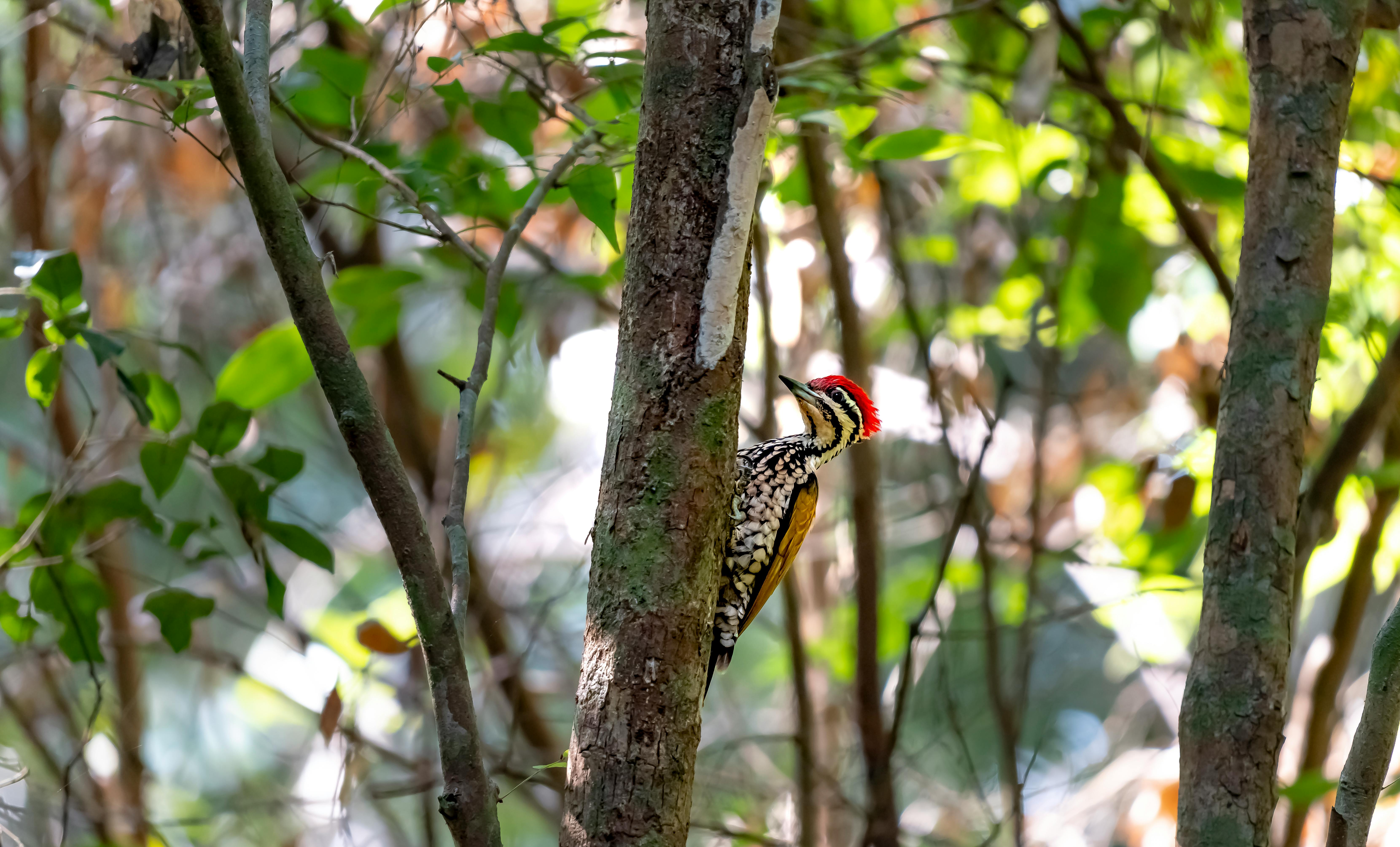 Colorful Woodpecker on Tree in Sunlit Forest · Free Stock Photo