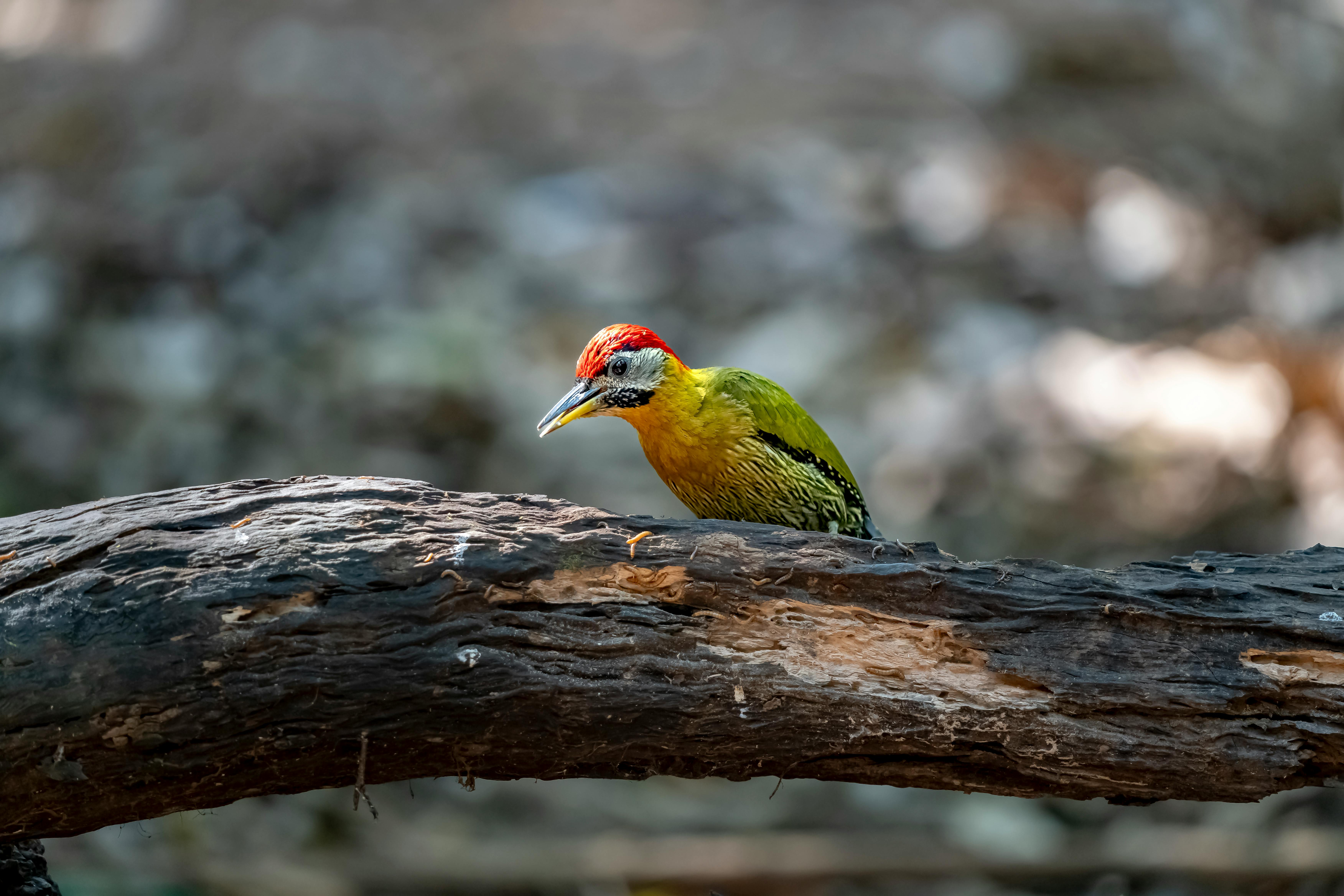 Colorful woodpecker on a tree branch outdoors · Free Stock Photo