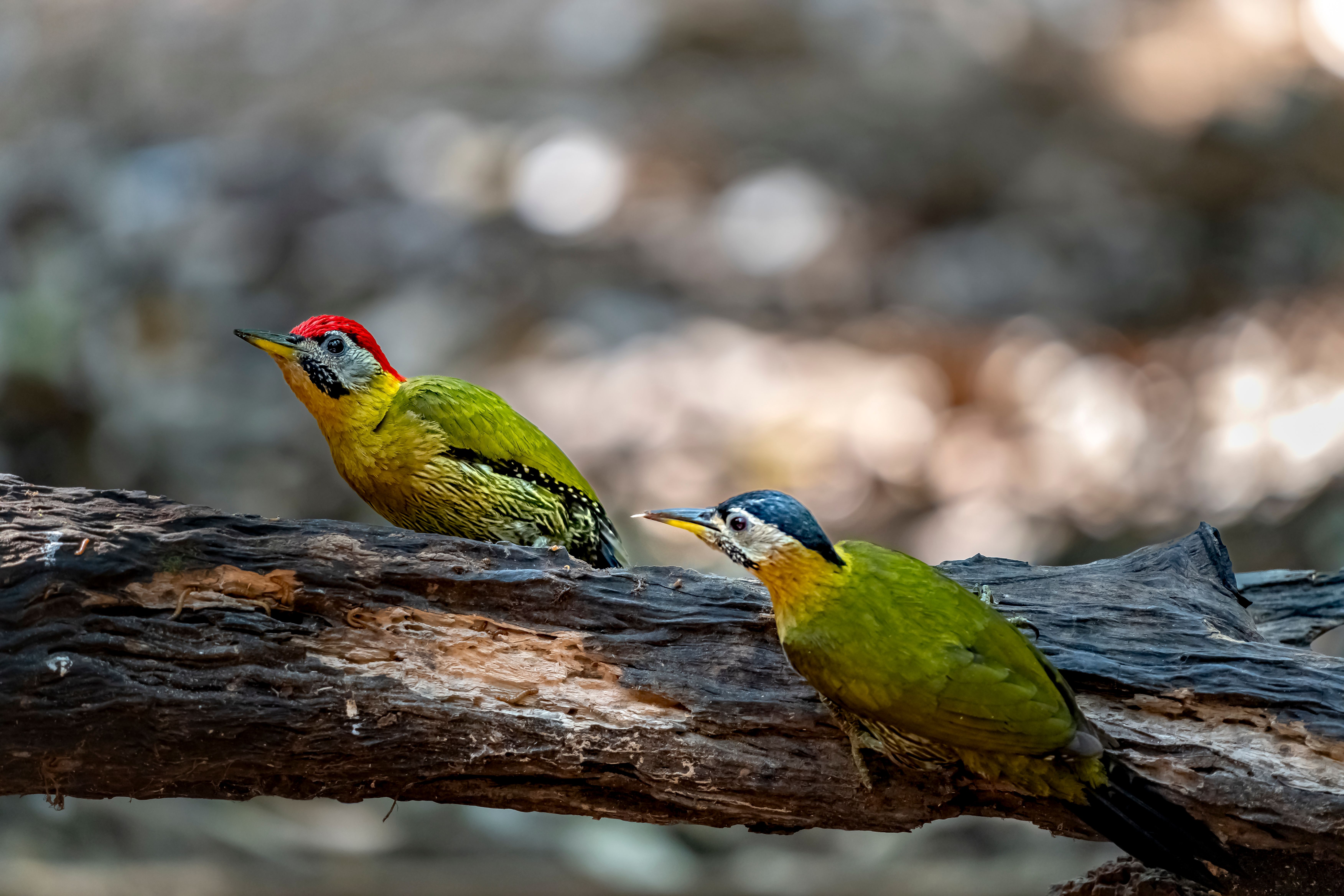 Closed Beak Photos, Download The BEST Free Closed Beak Stock Photos ...