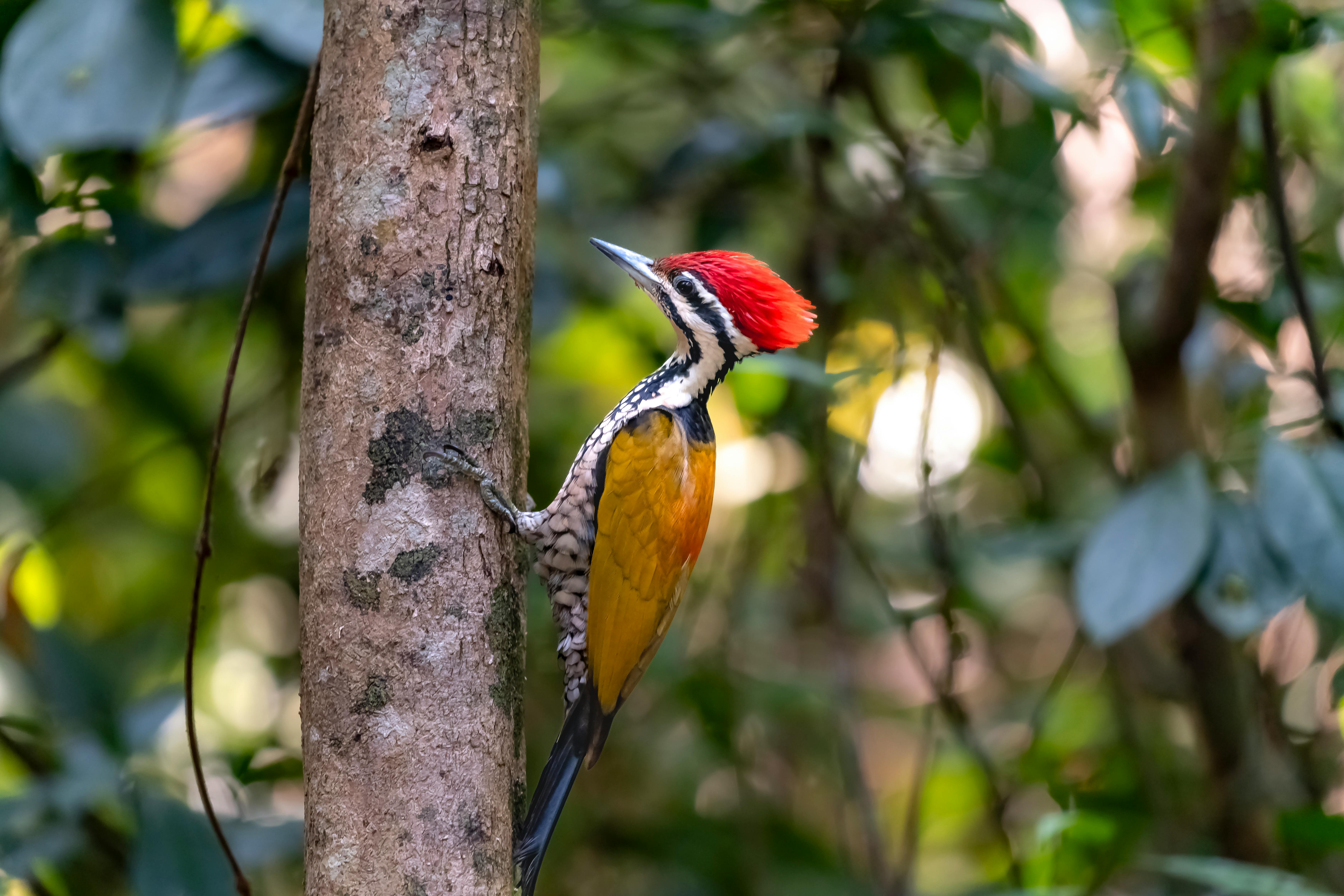 Crimson-crested Woodpecker in Tropical Forest · Free Stock Photo