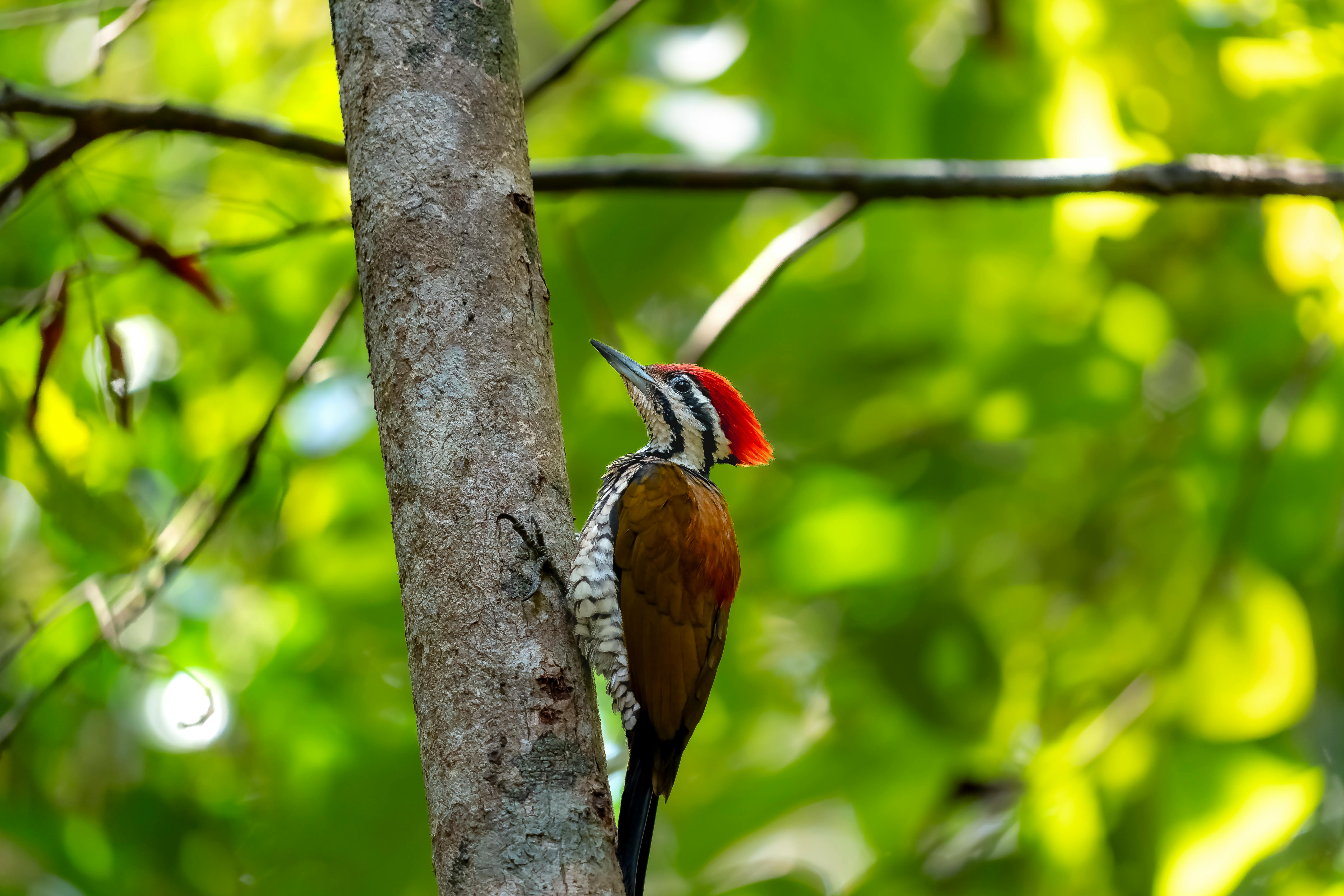 Lumberjack Bird Photos, Download The BEST Free Lumberjack Bird Stock ...